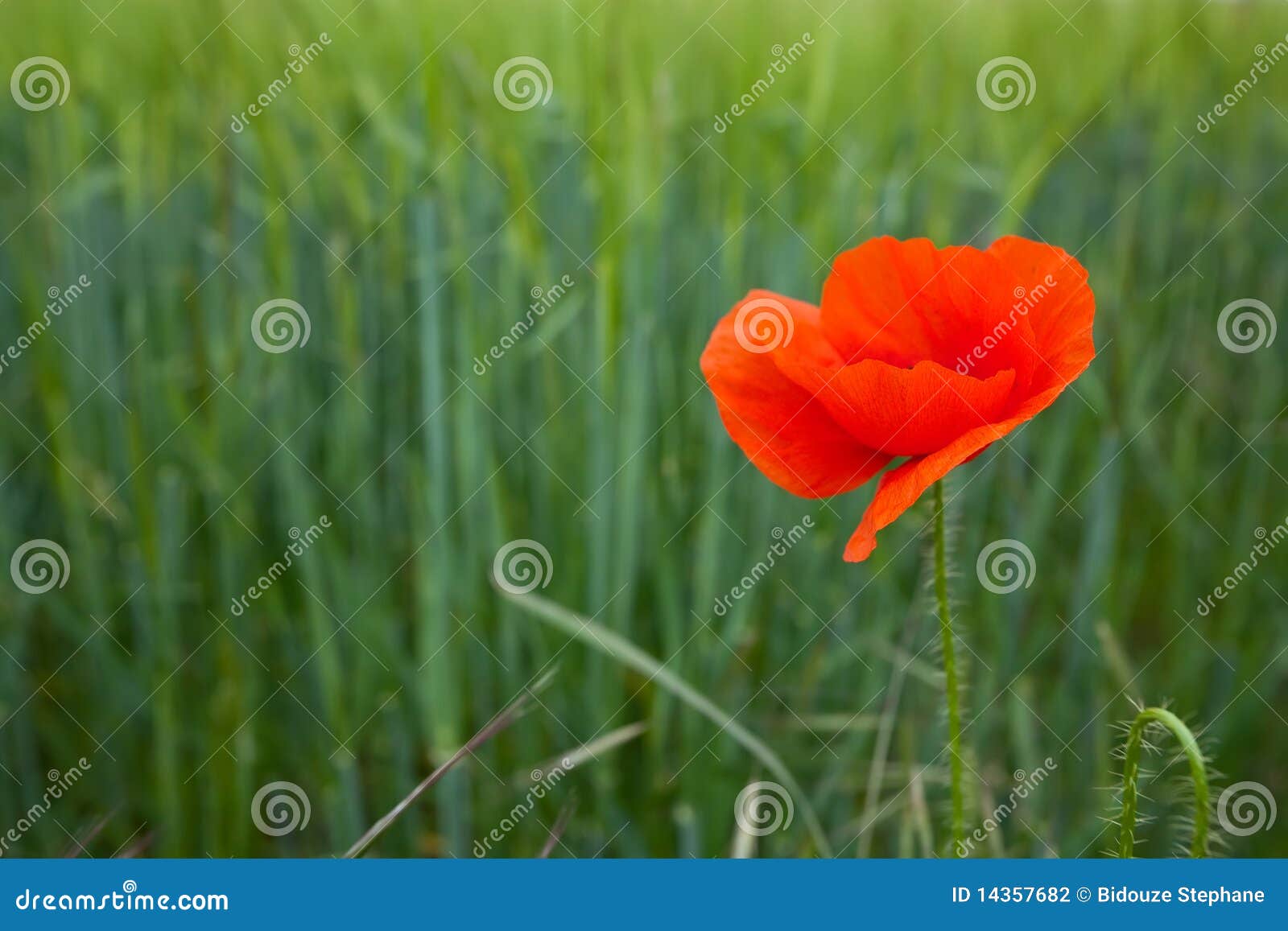 Single poppy stock photo. Image of focus, agriculture - 14357682