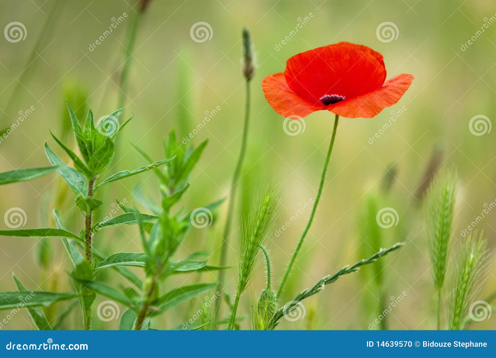 Single poppy stock photo. Image of selective, poppy, nature - 14639570