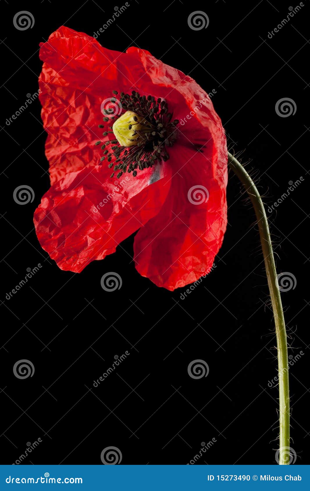 Single poppy stock photo. Image of stem, bloom, black - 15273490