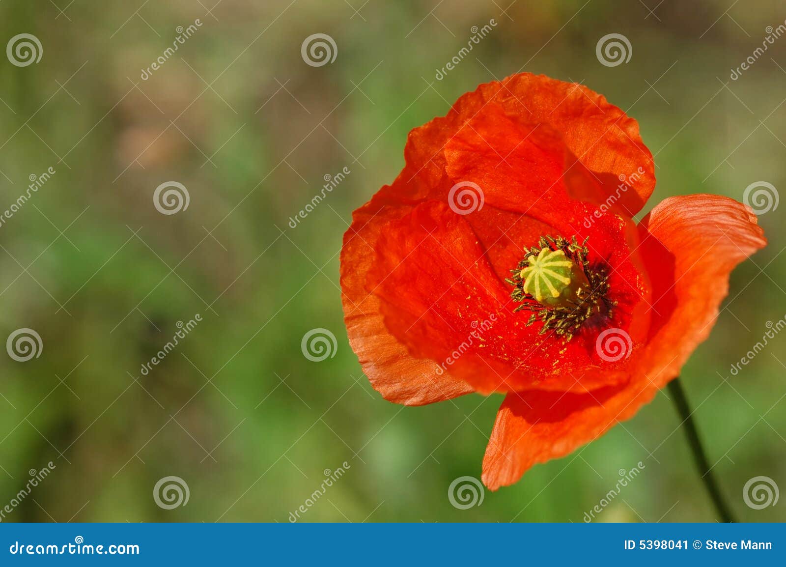 Single poppy stock image. Image of remembrance, flowers - 5398041