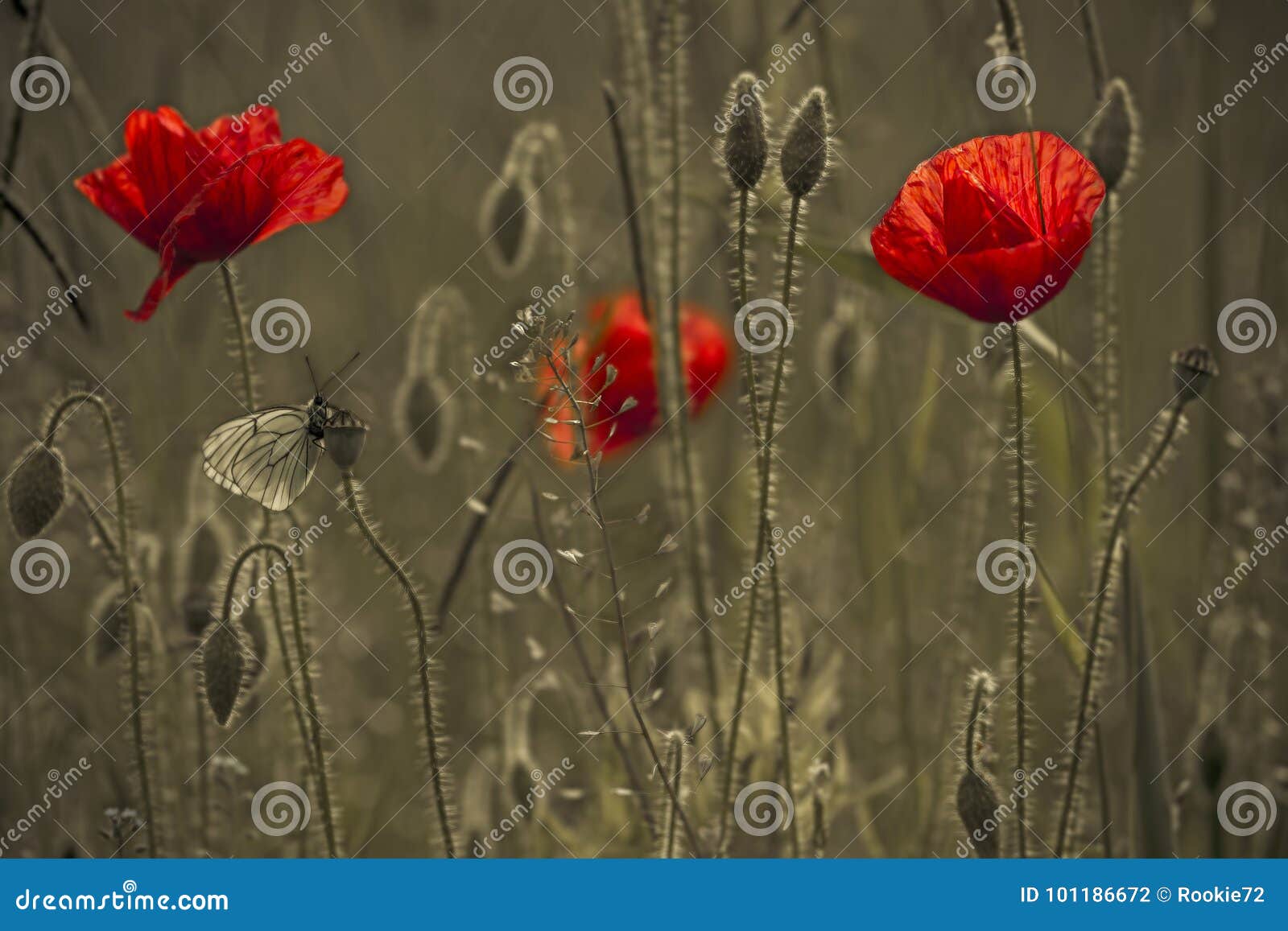 Single Poppy on Colorless Background Stock Photo - Image of field ...