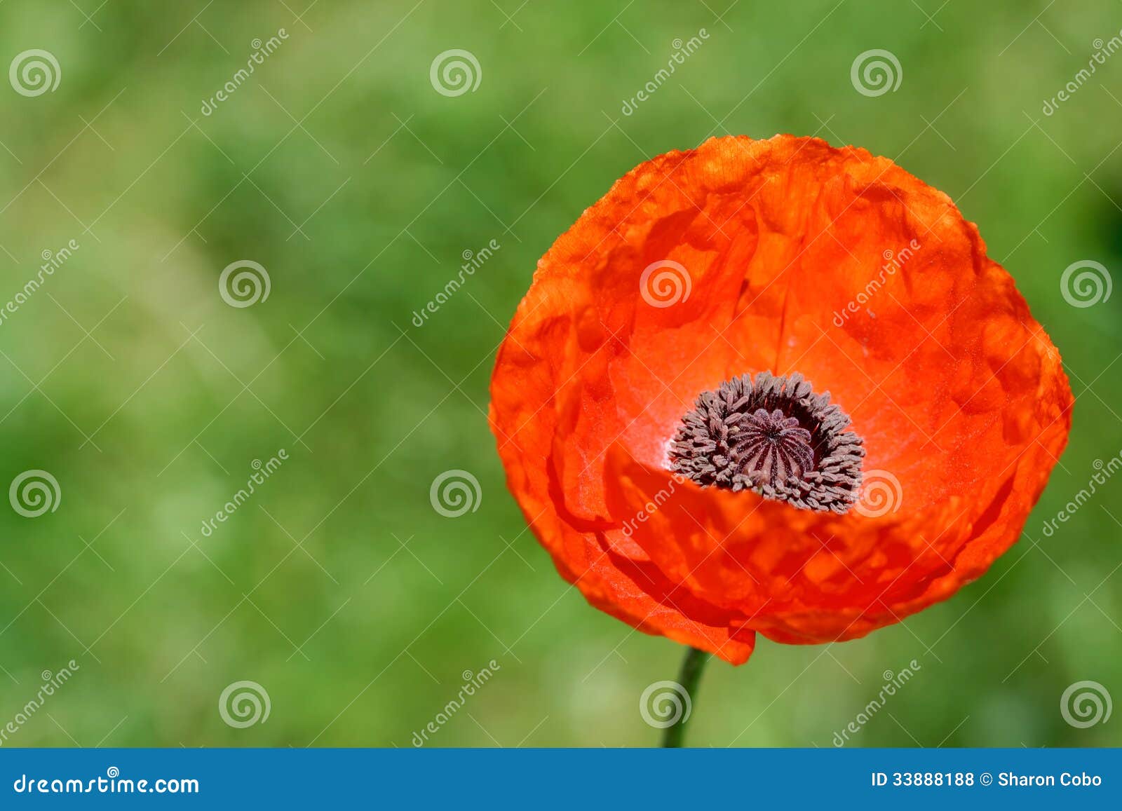 Single poppy stock photo. Image of nature, flower, sunny - 33888188