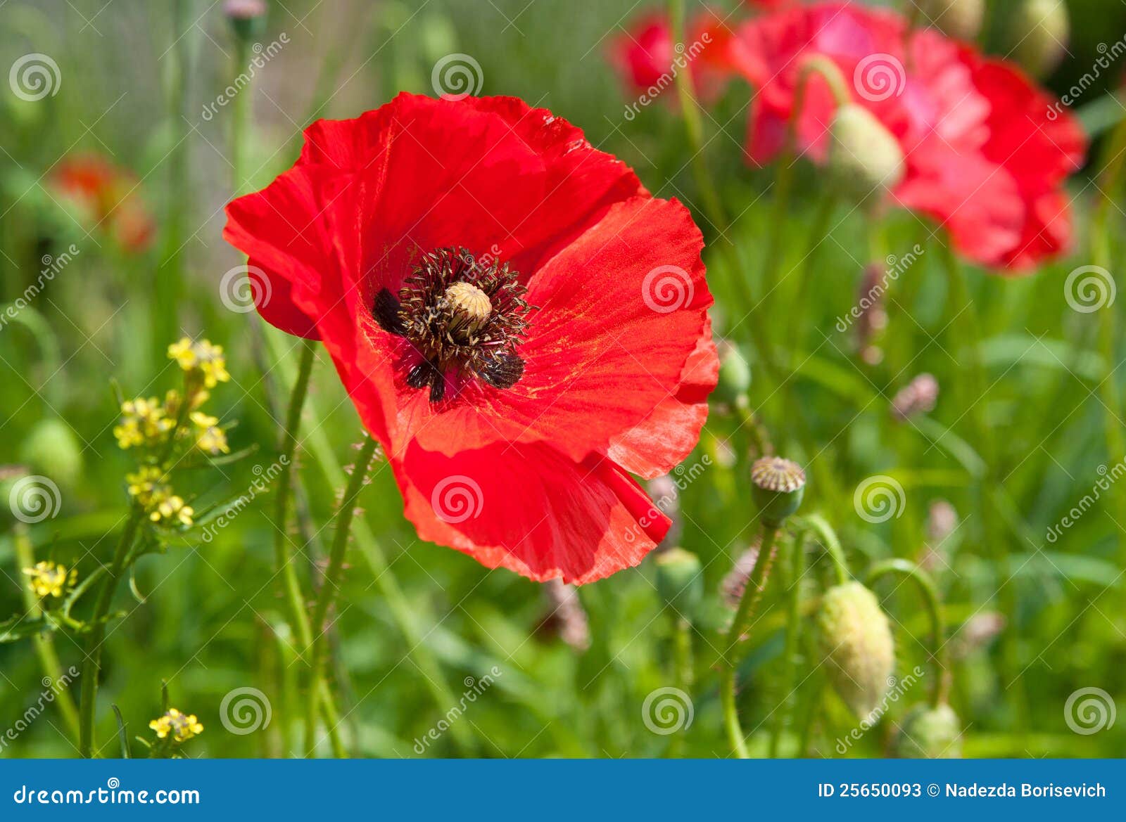 Single poppy on the field stock image. Image of floral - 25650093