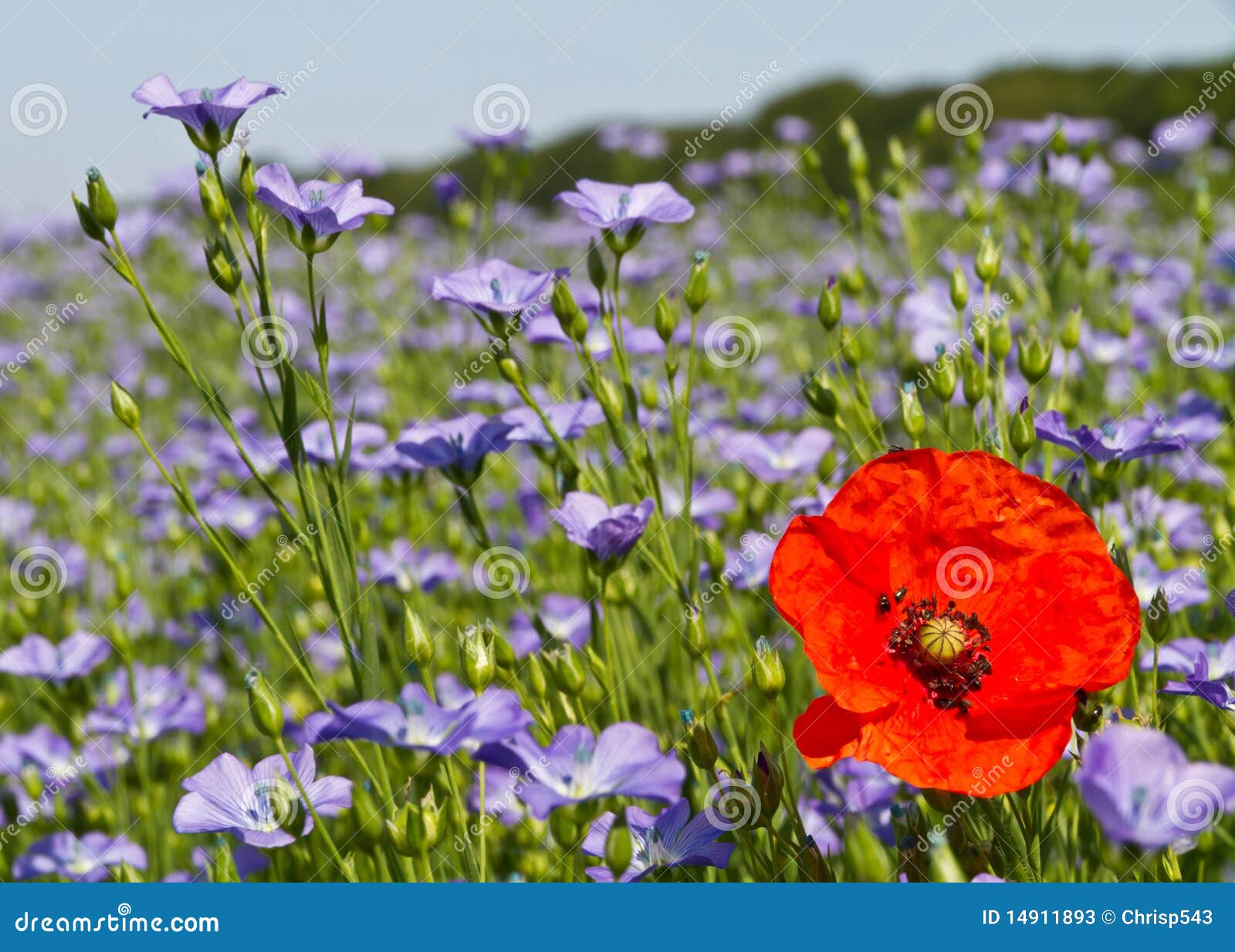Single Poppy in a Field of Blue Linseed Flowers Stock Image - Image of ...