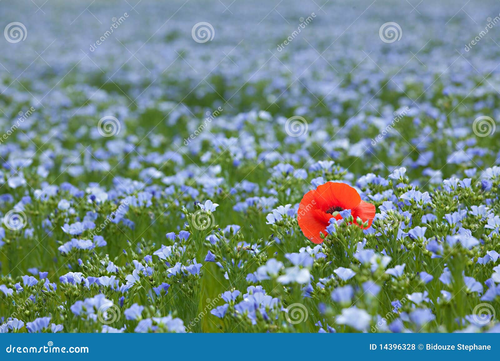 Single poppy in flax field stock photo. Image of grass - 14396328