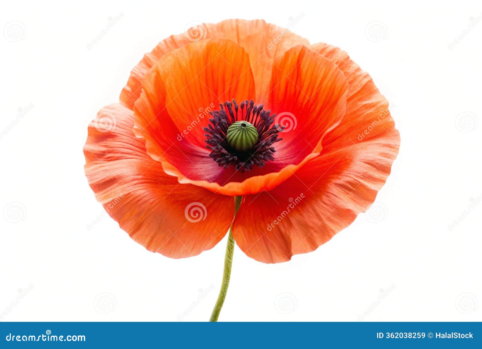 Single Poppy Flower Isolated on White Stock Illustration - Illustration ...