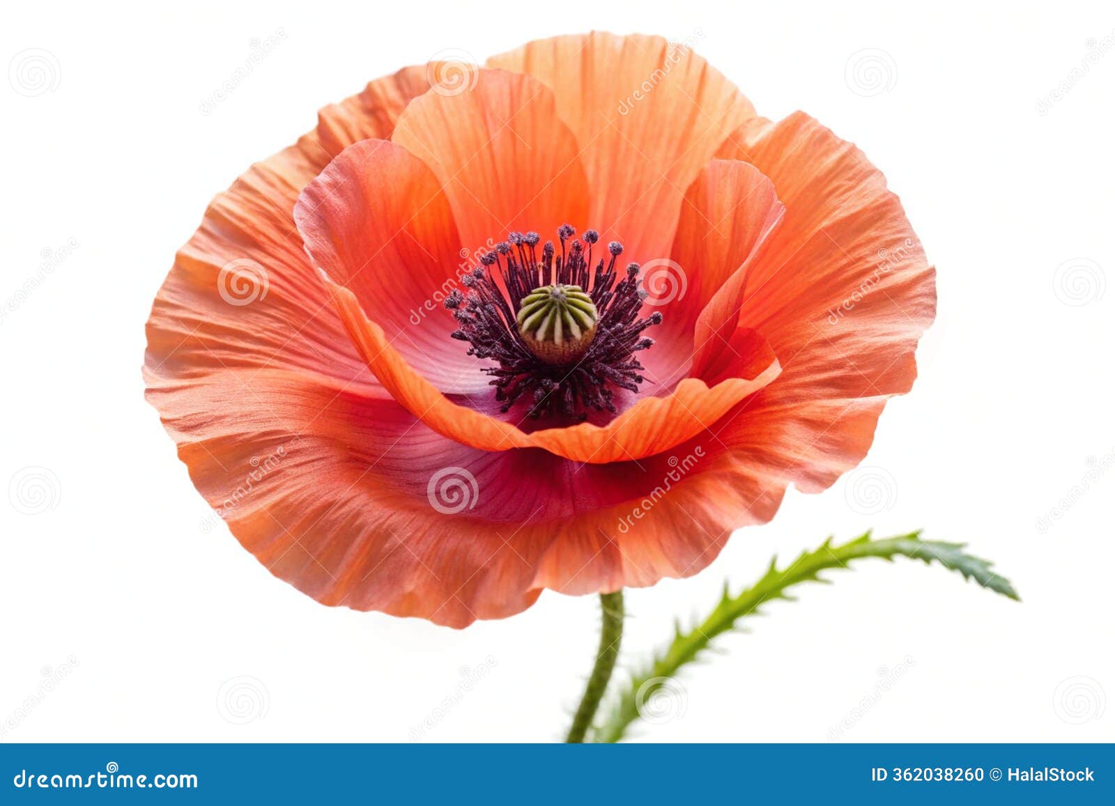 Single Poppy Flower Isolated on White Stock Illustration - Illustration ...