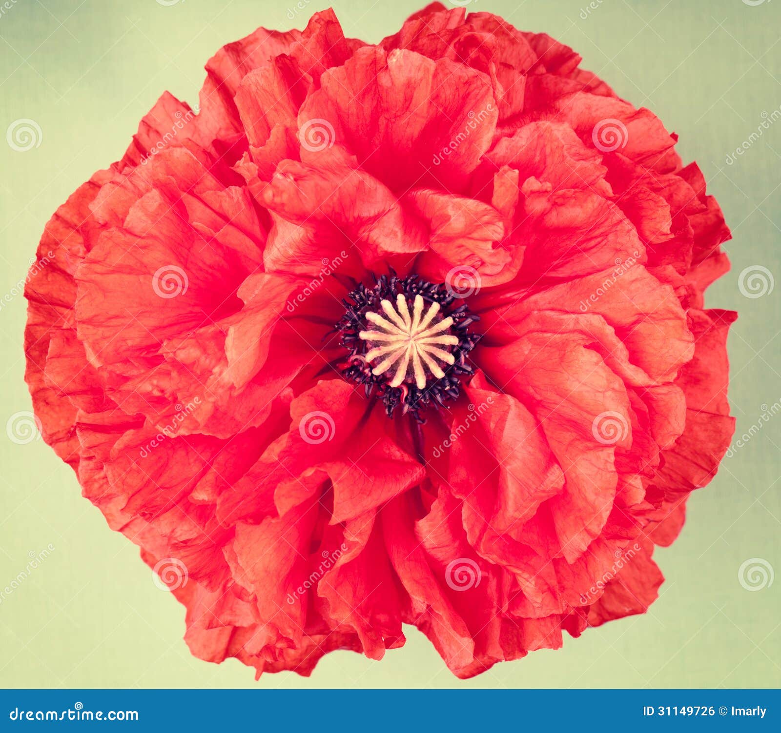 Single Poppy Flower on Vintage Background Stock Photo - Image of macro ...