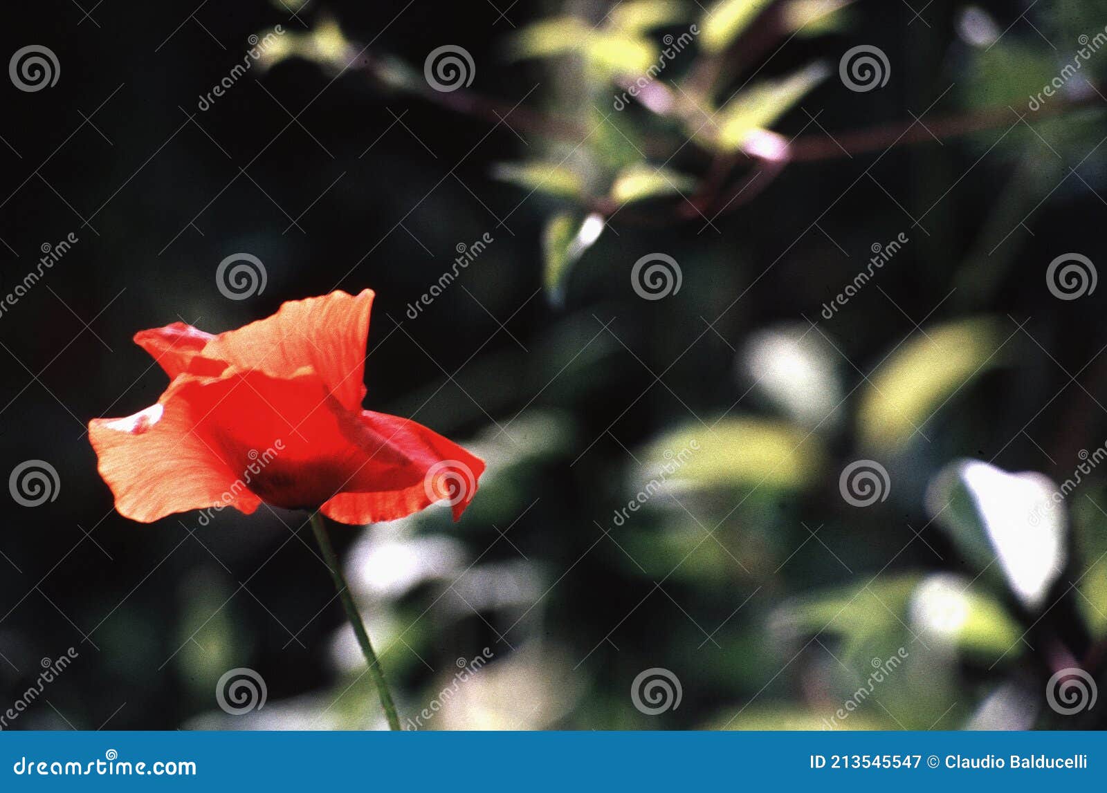 A Single Poppy in Front of a Dark Background Stock Image - Image of ...
