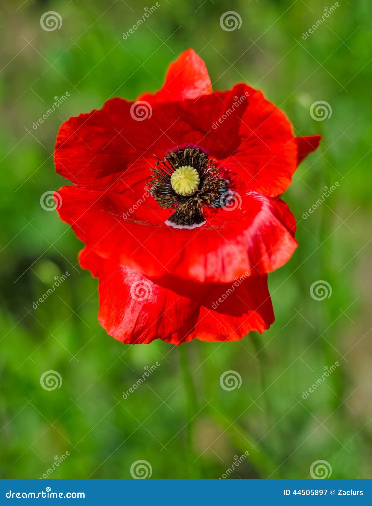 Single poppy stock image. Image of ornamental, memories - 44505897