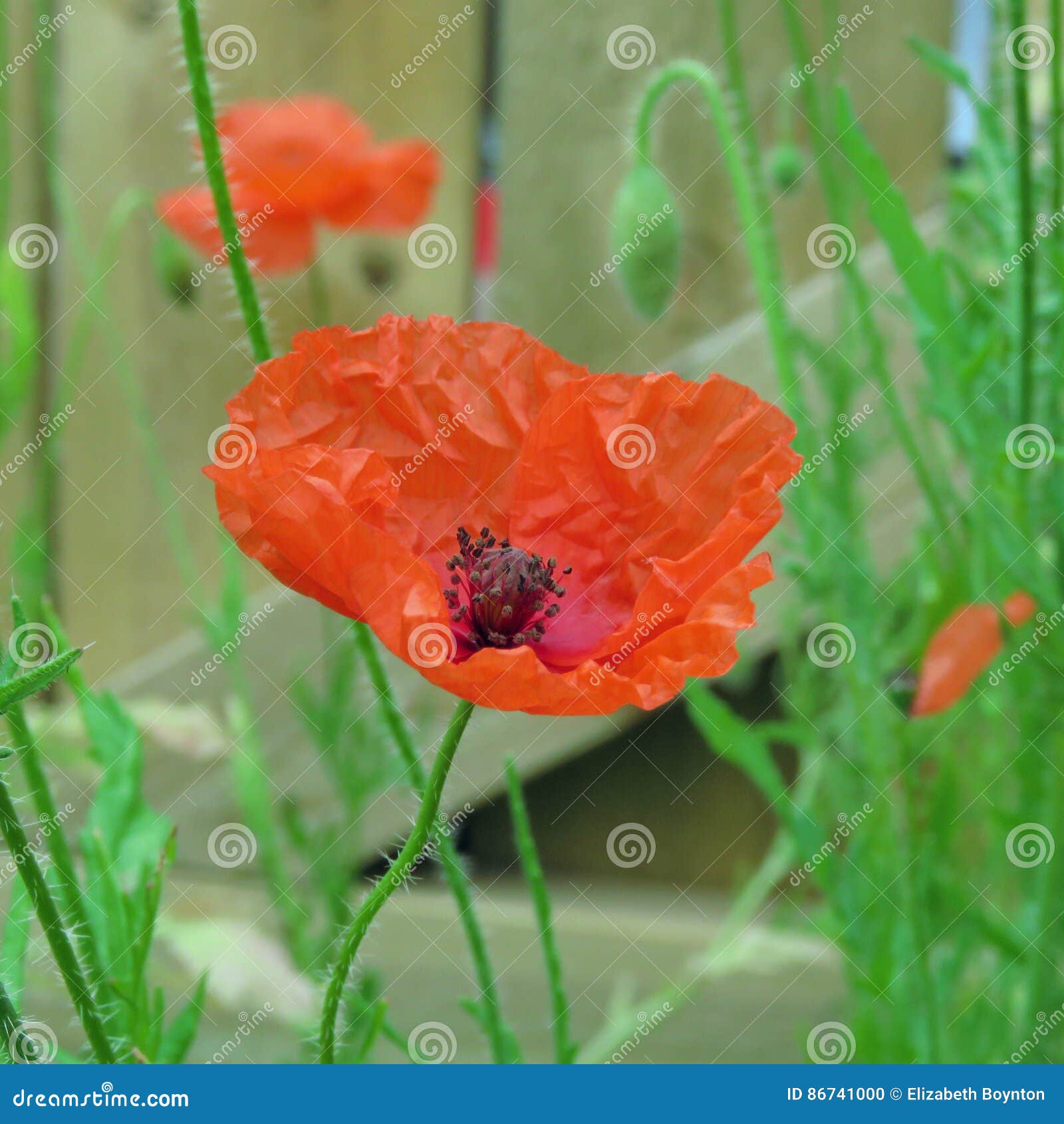 Single Poppy Head stock photo. Image of nature, flora - 86741000