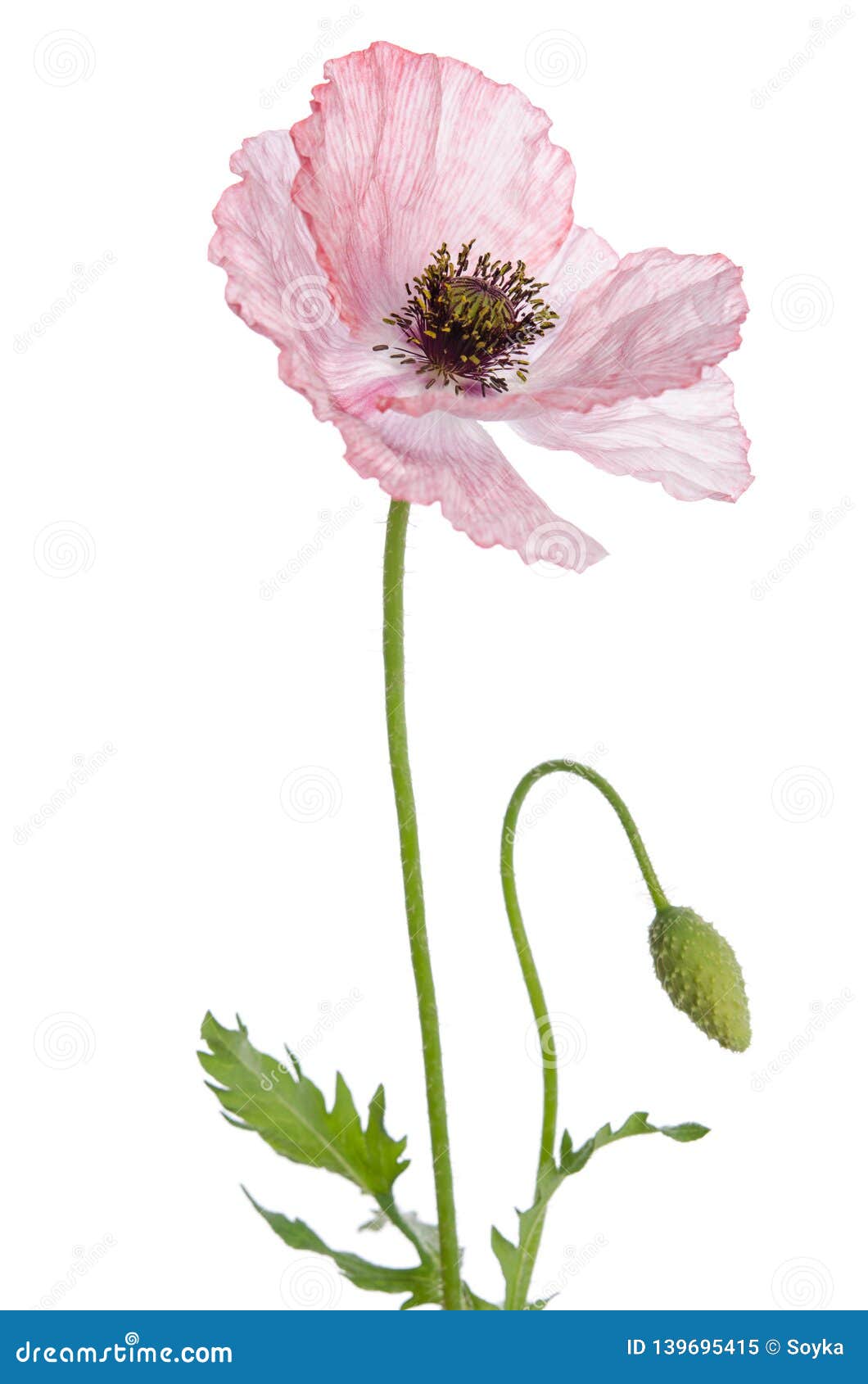 Single Pink Poppy on White Background Stock Image - Image of pollen ...