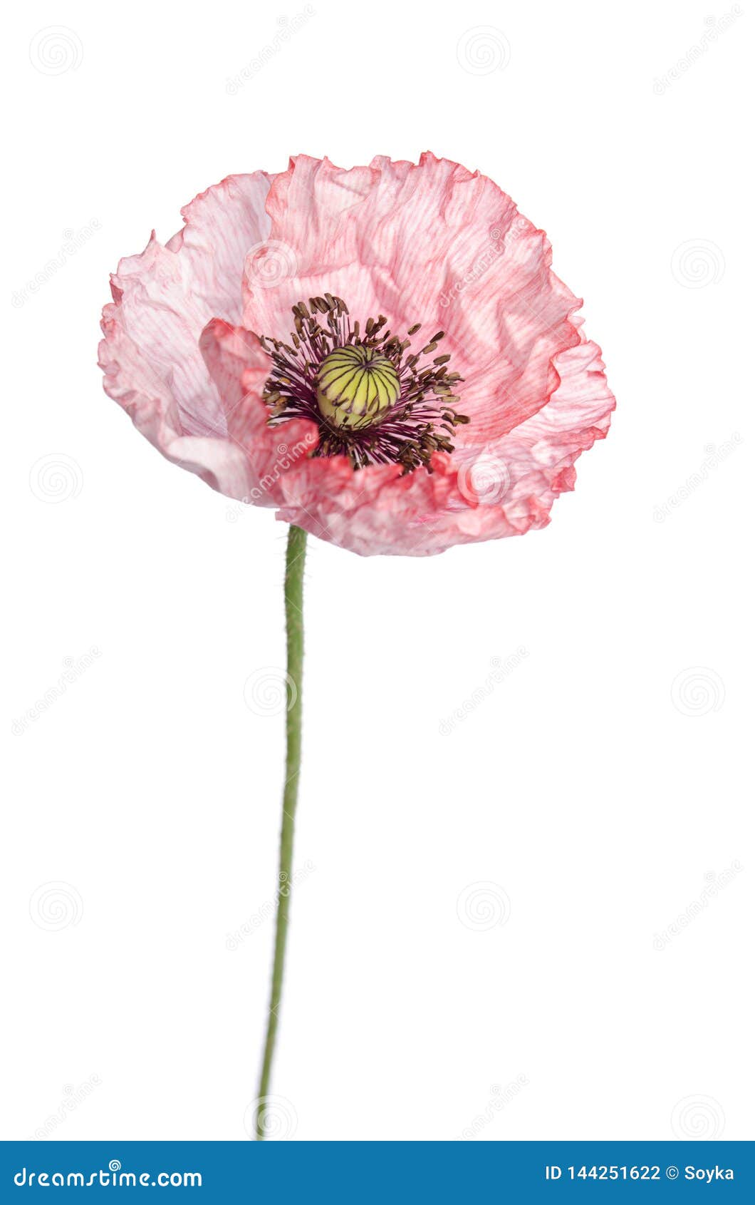 Single Pink Poppy on White Background Stock Photo - Image of bloom ...