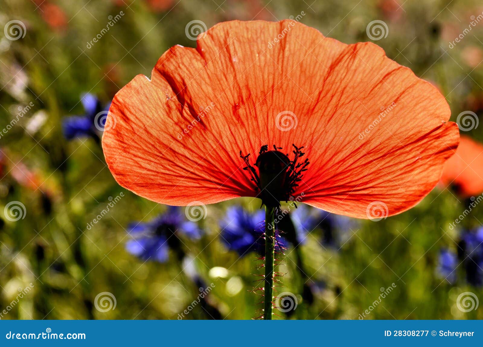 Single poppy petal stock image. Image of colorful, ethereal - 28308277