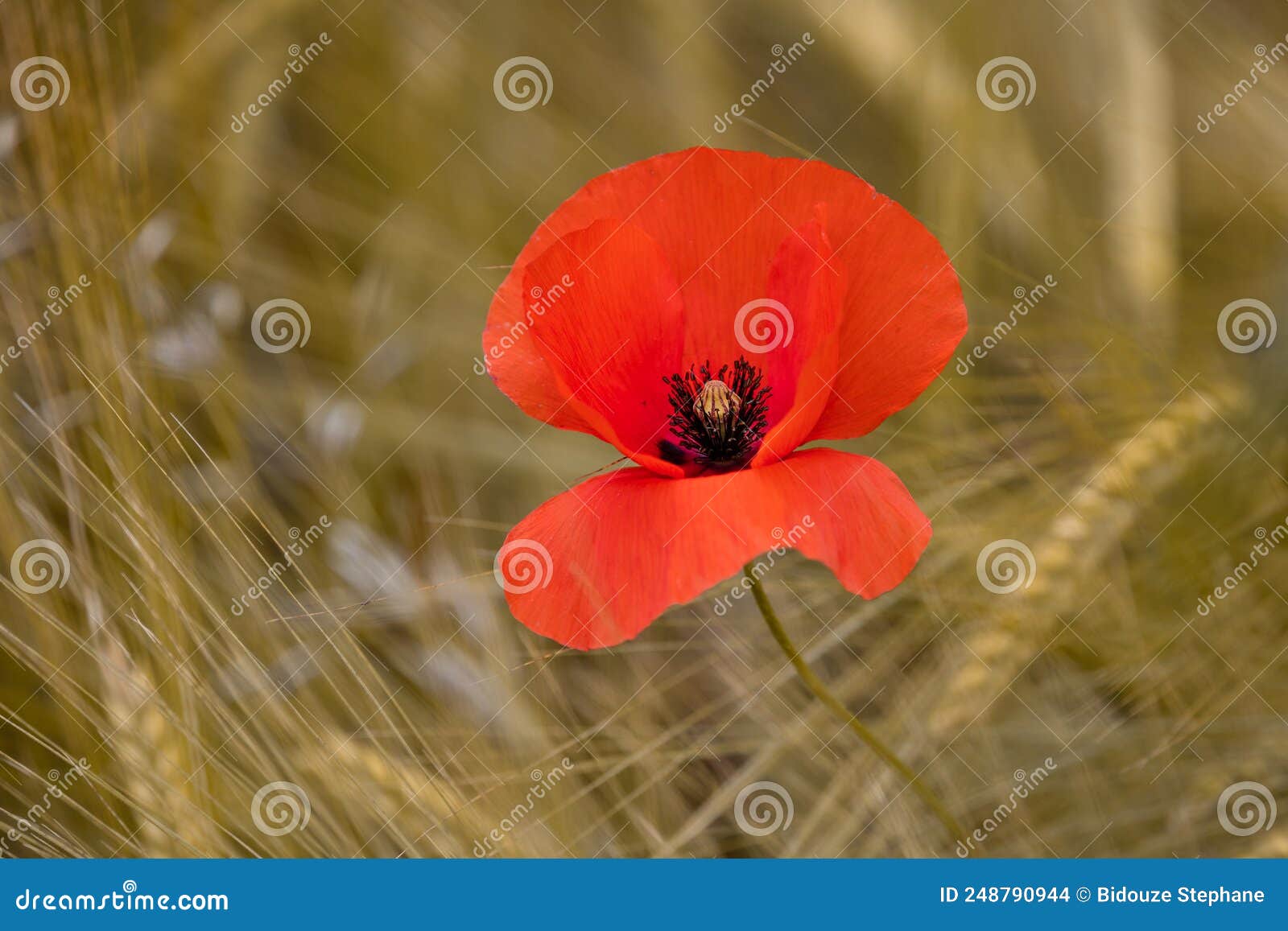 Single Poppy in Wheat Field Stock Photo - Image of blossom, vibrant ...