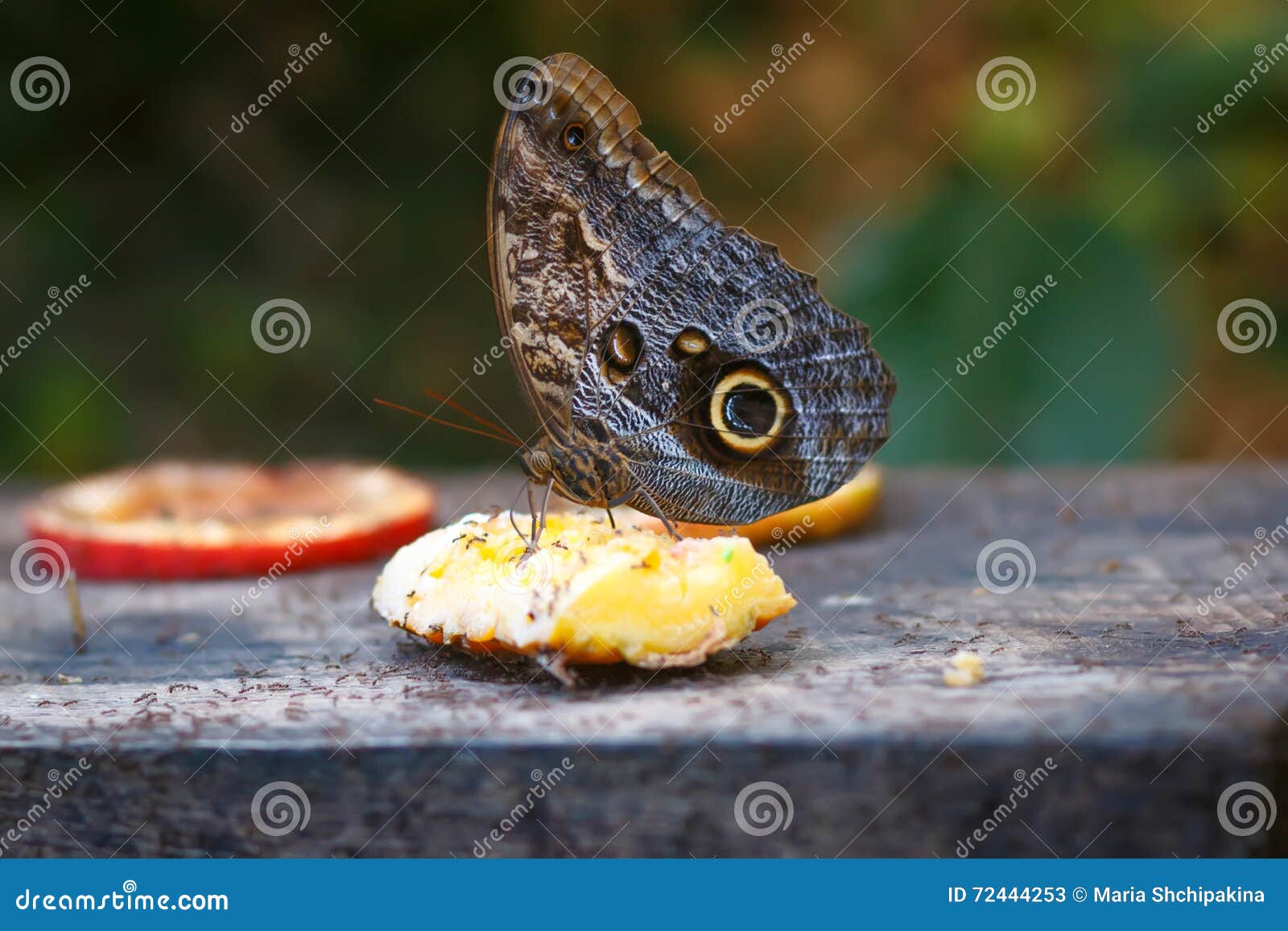 Single Postman Butterfly or Common Postman Stock Image - Image of ...