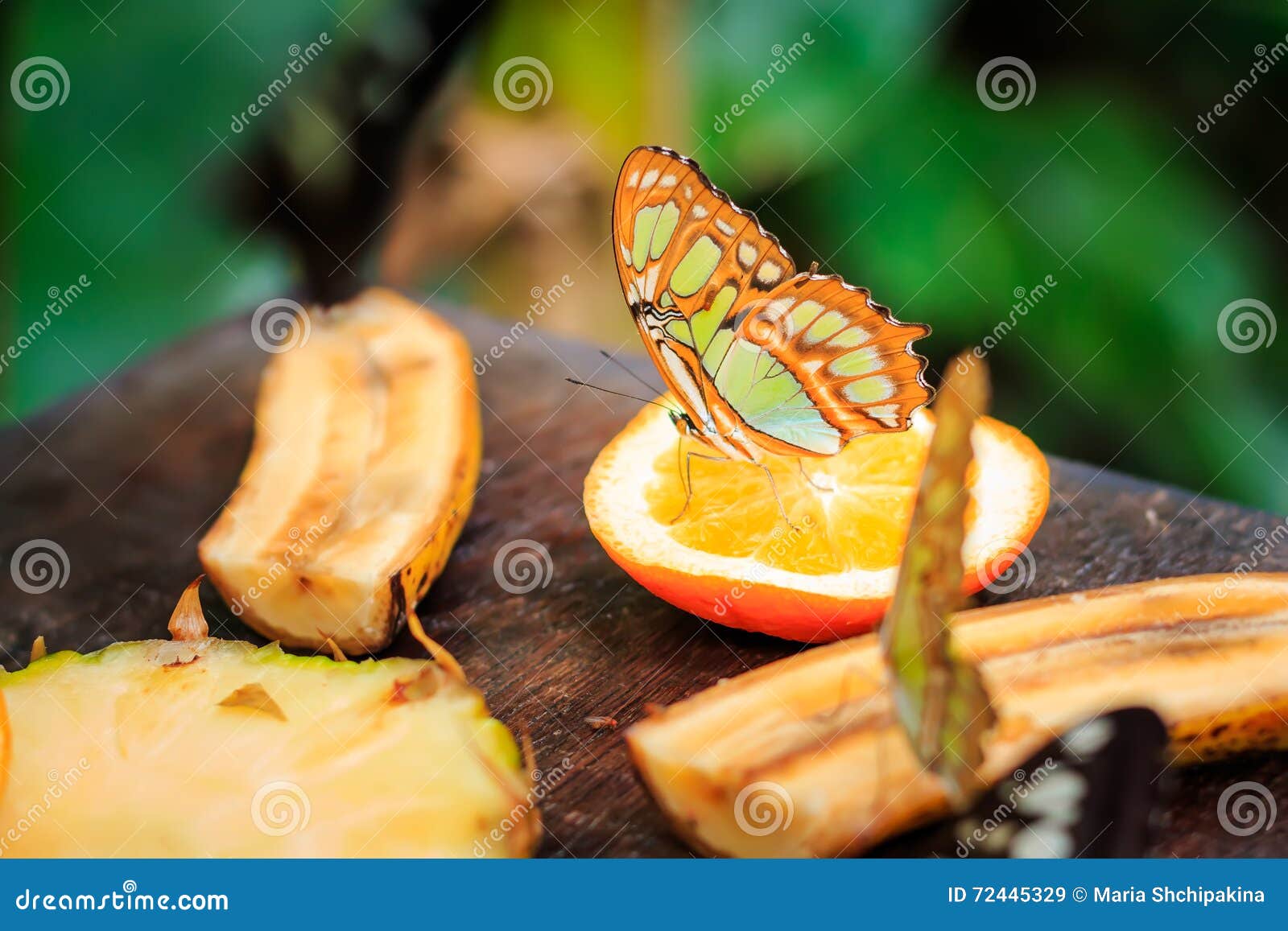 Single Postman Butterfly or Common Postman Stock Image - Image of ...