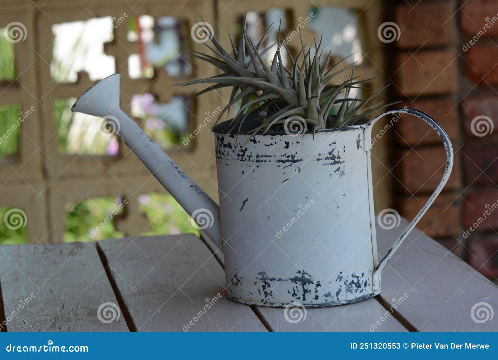 Single Pot Plant on a Wooden Table. Stock Image - Image of singele ...