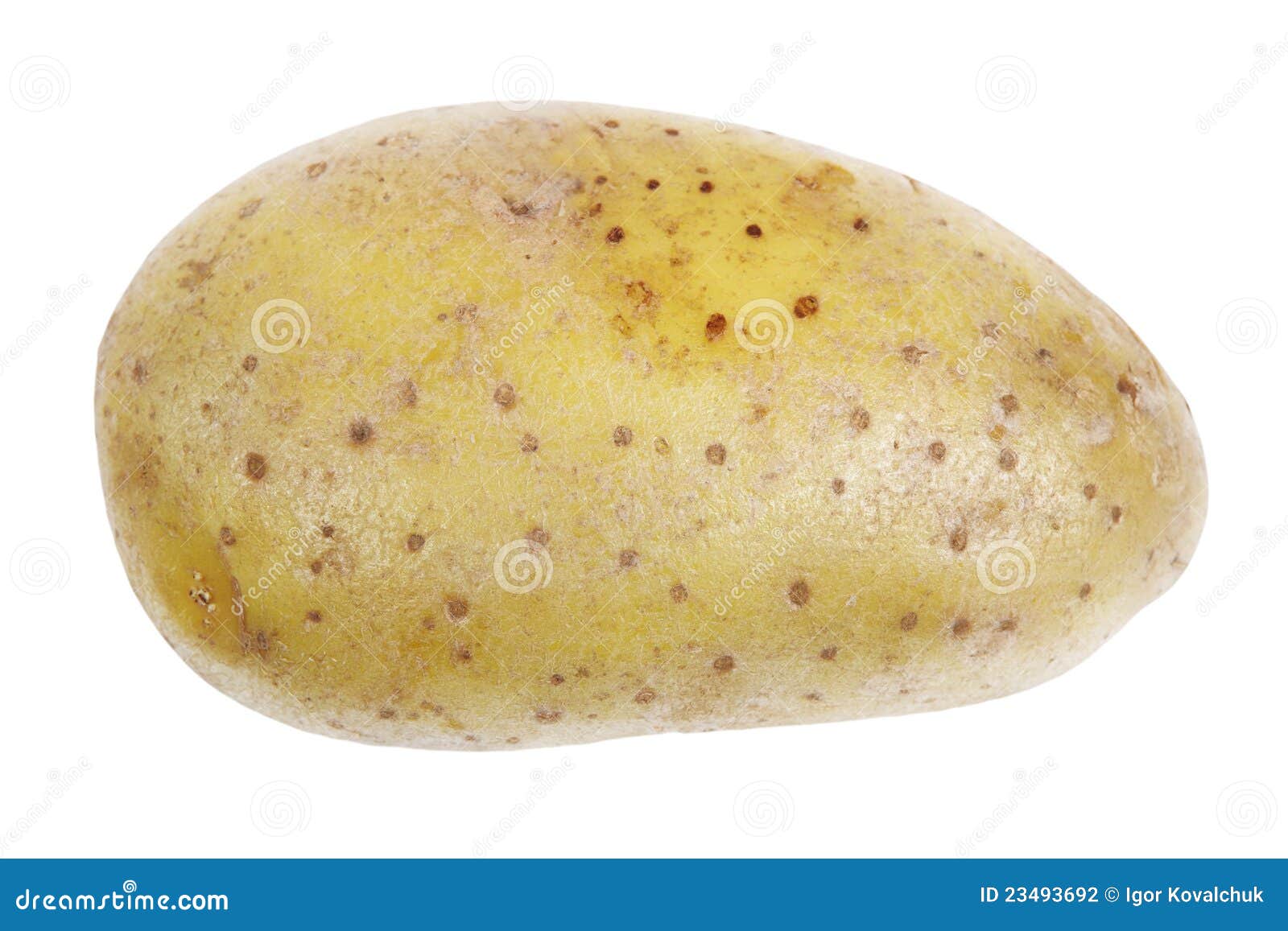 Single potato stock photo. Image of huge, farming, cutout - 23493692