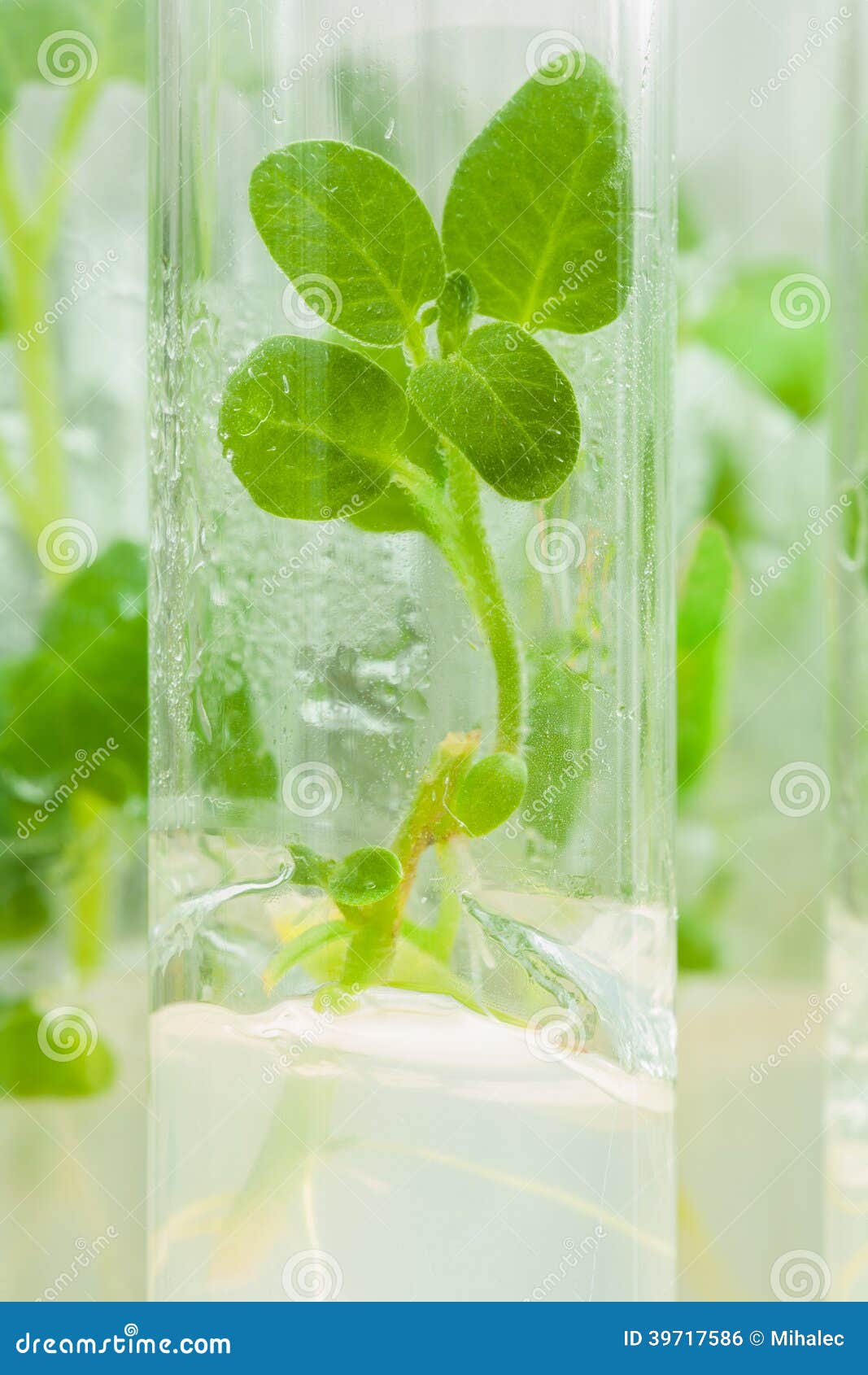 Single Potato Plant in Laboratory Tube Stock Photo - Image of drink ...