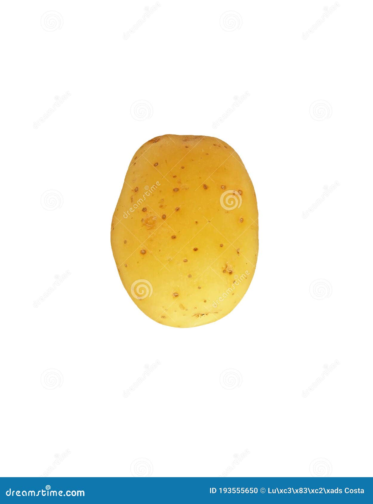 A single potato stock photo. Image of nature, fresh - 193555650