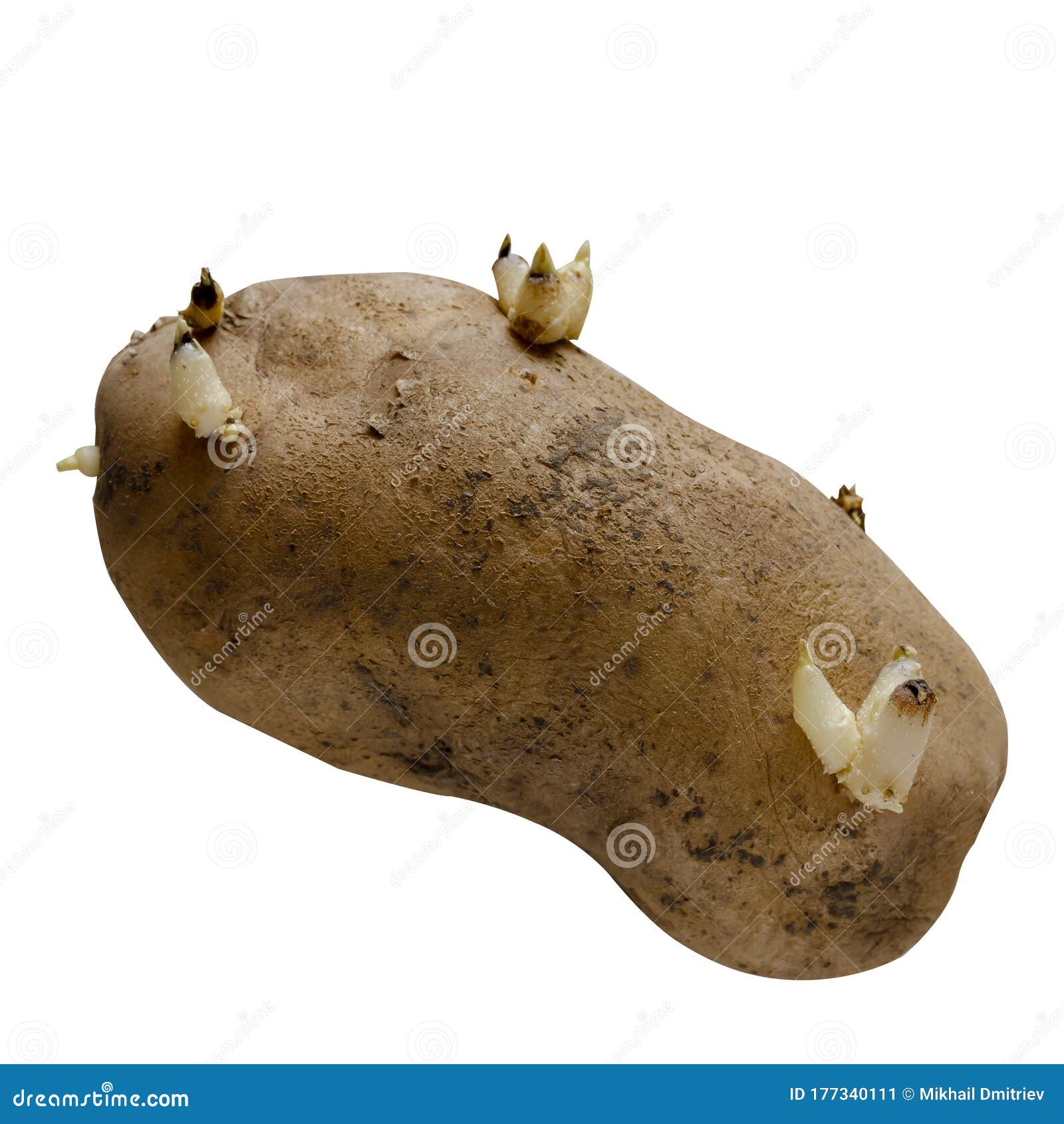 Single Potato Tuber with Sprouts Stock Image - Image of grow ...