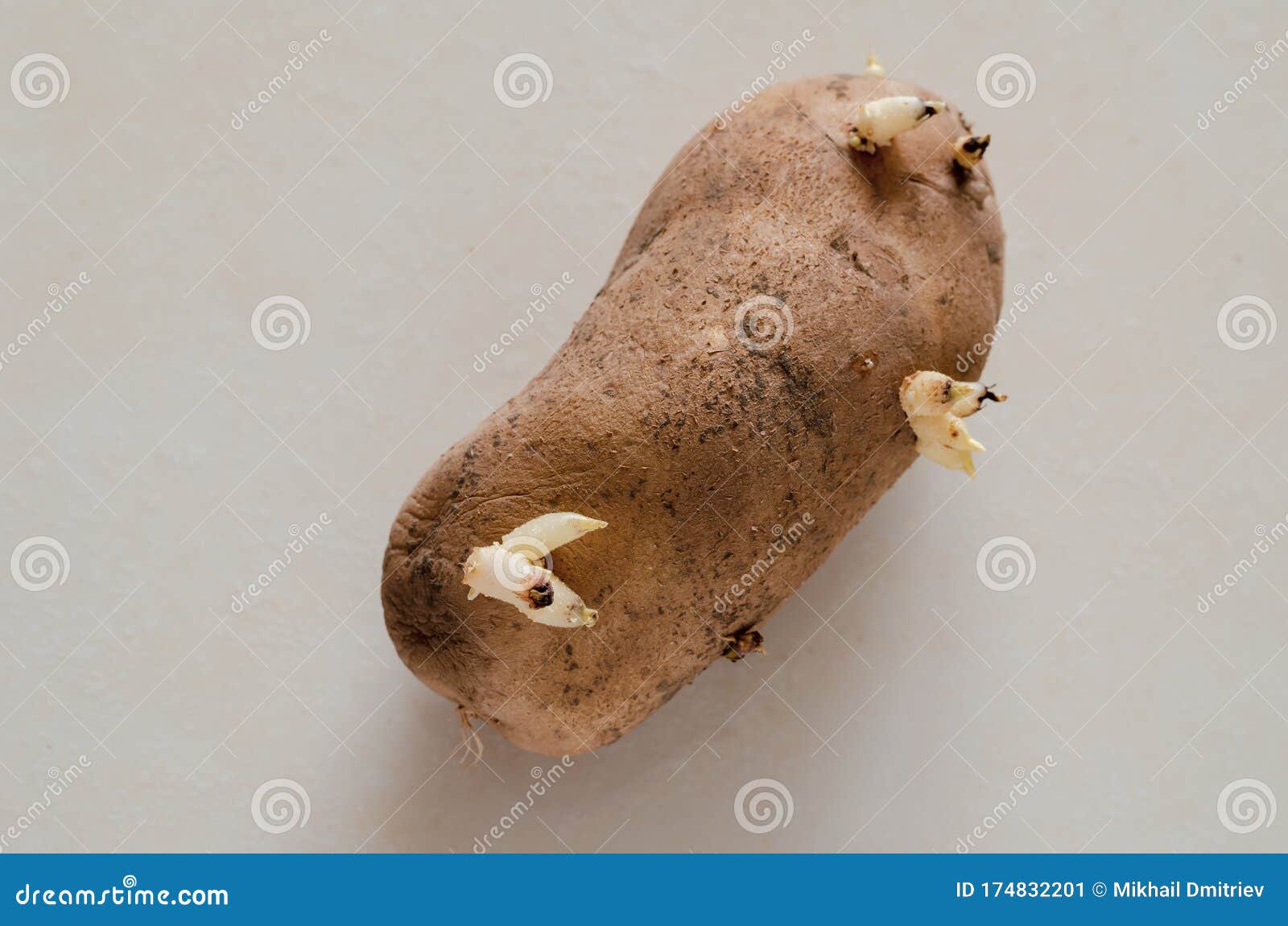 Single Potato Tuber with Sprouts Stock Image - Image of growth, indoor ...