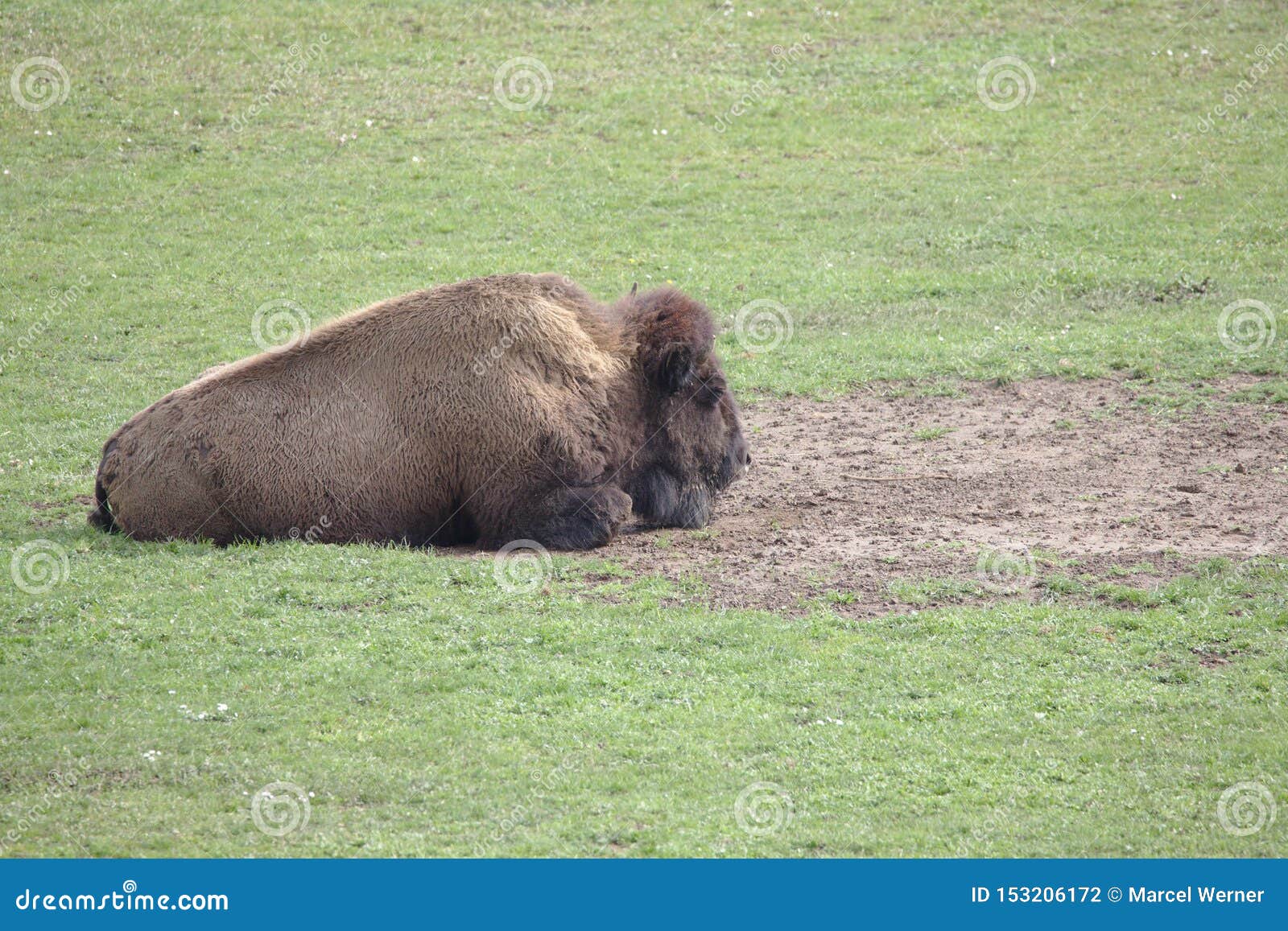 Single Powerful Buffalo / Bison Lying Stock Photo - Image of animal ...