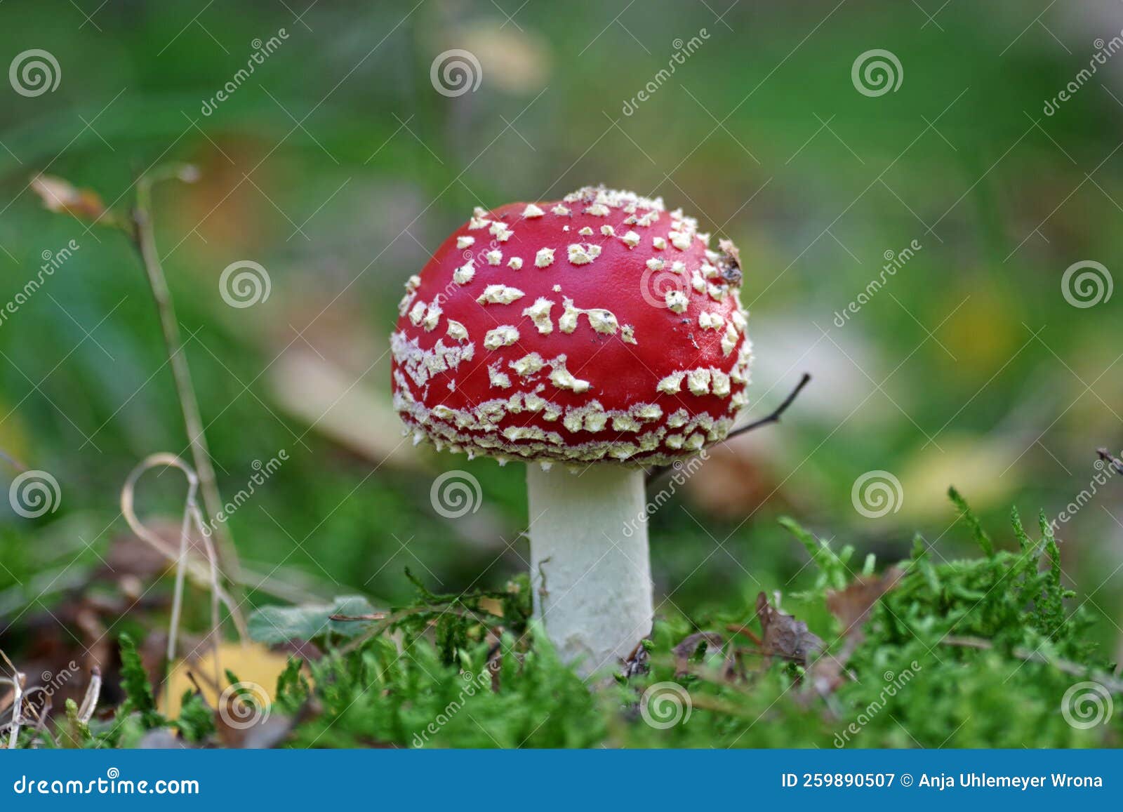 A Single Pretty Toadstool on the Forest Floor Stock Image - Image of ...