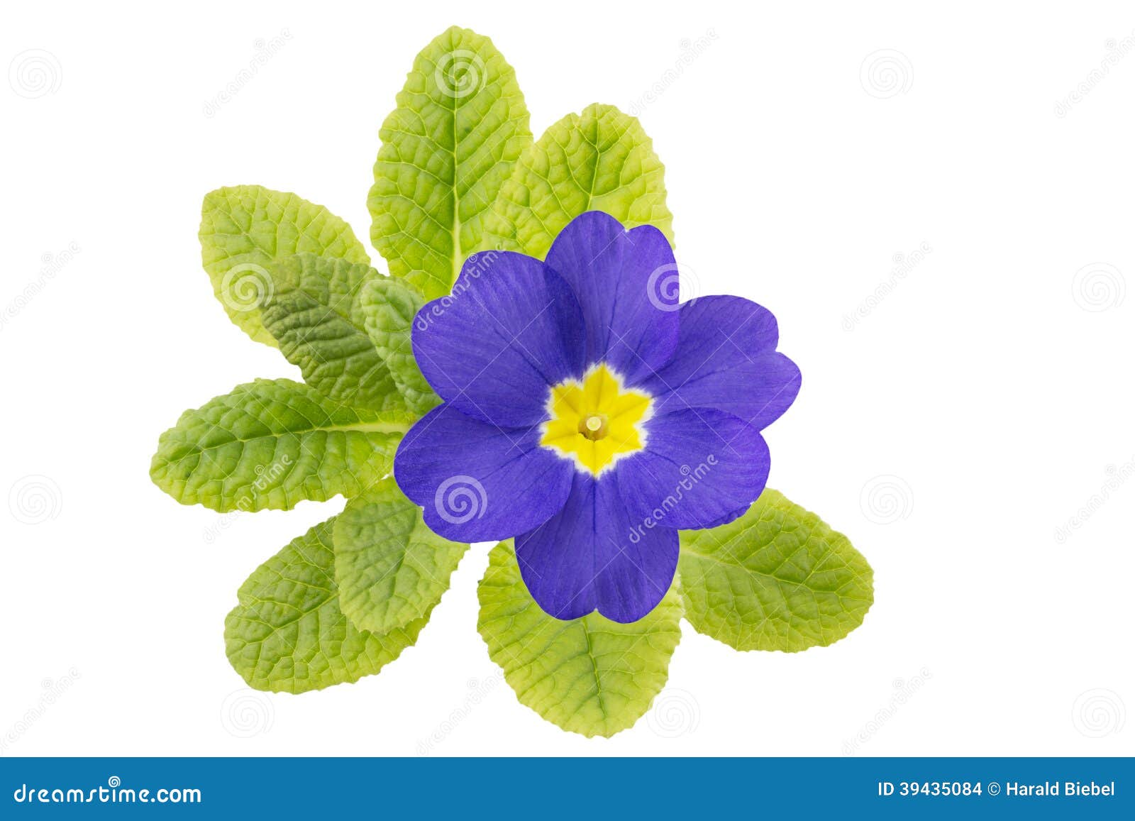 Single Primrose (primula) Flower Stock Photo - Image of bloom, fresh ...