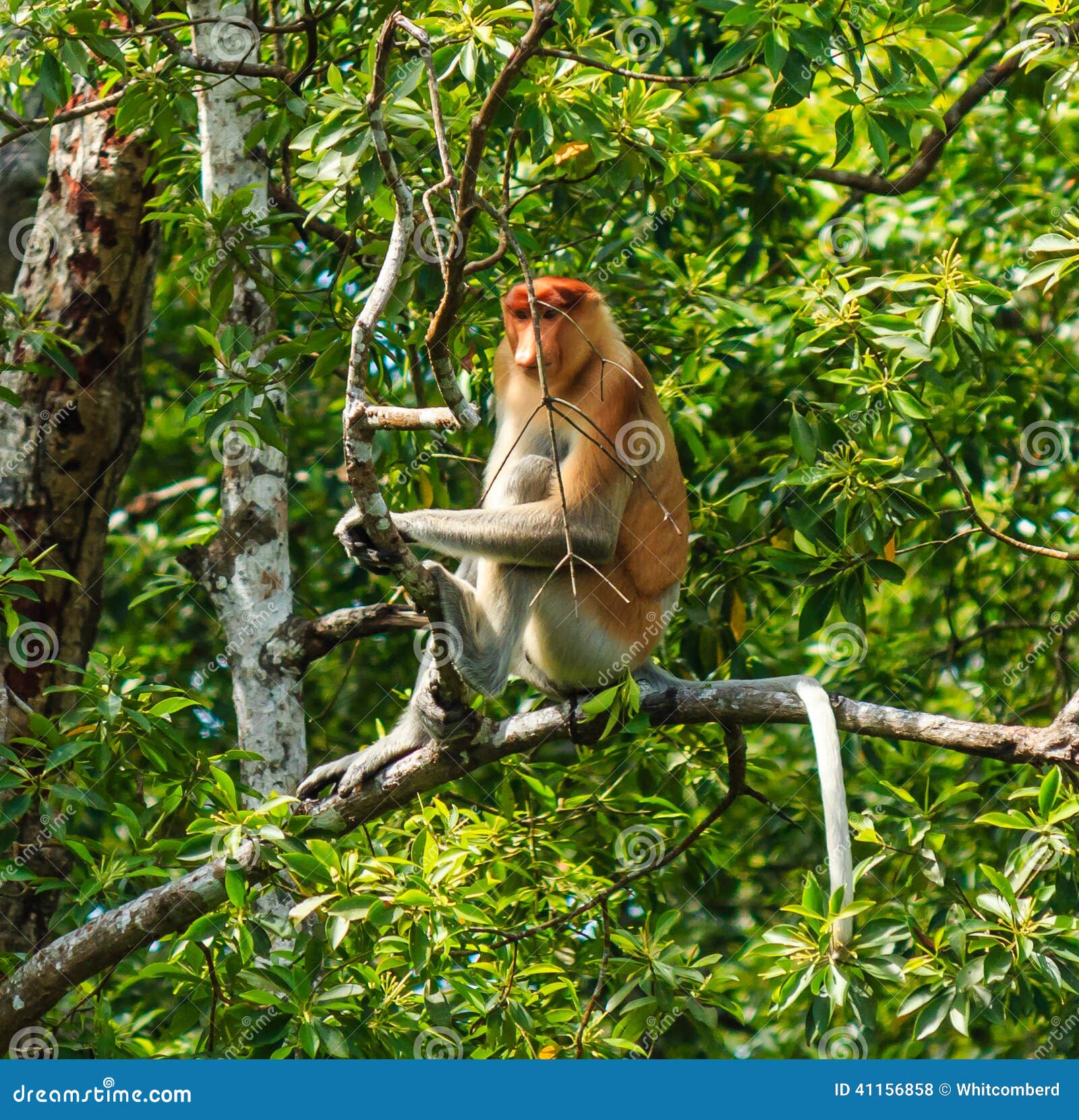 Single Proboscis Monkey Sitting in a Tree Stock Photo - Image of asia ...