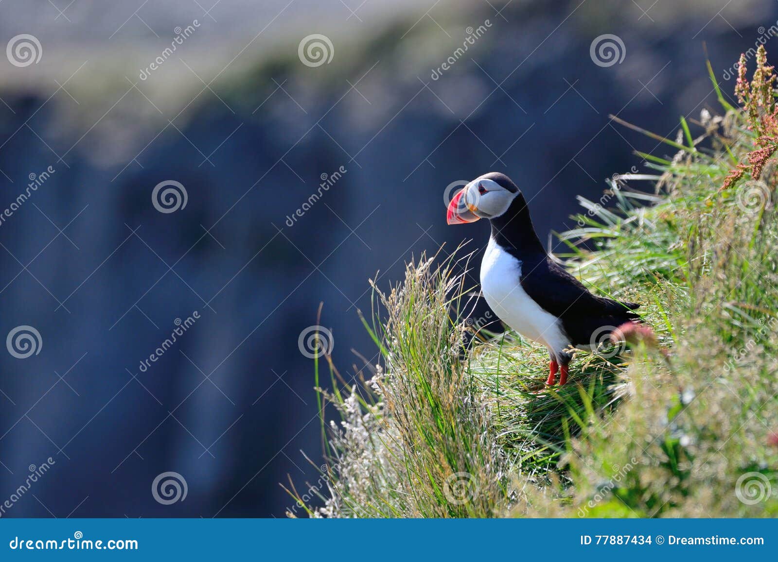 A single puffin on a cliff stock photo. Image of profile - 77887434