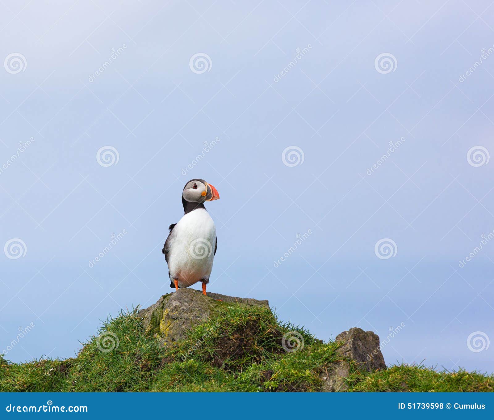 Single Puffin. stock photo. Image of aves, sitting, puffin - 51739598
