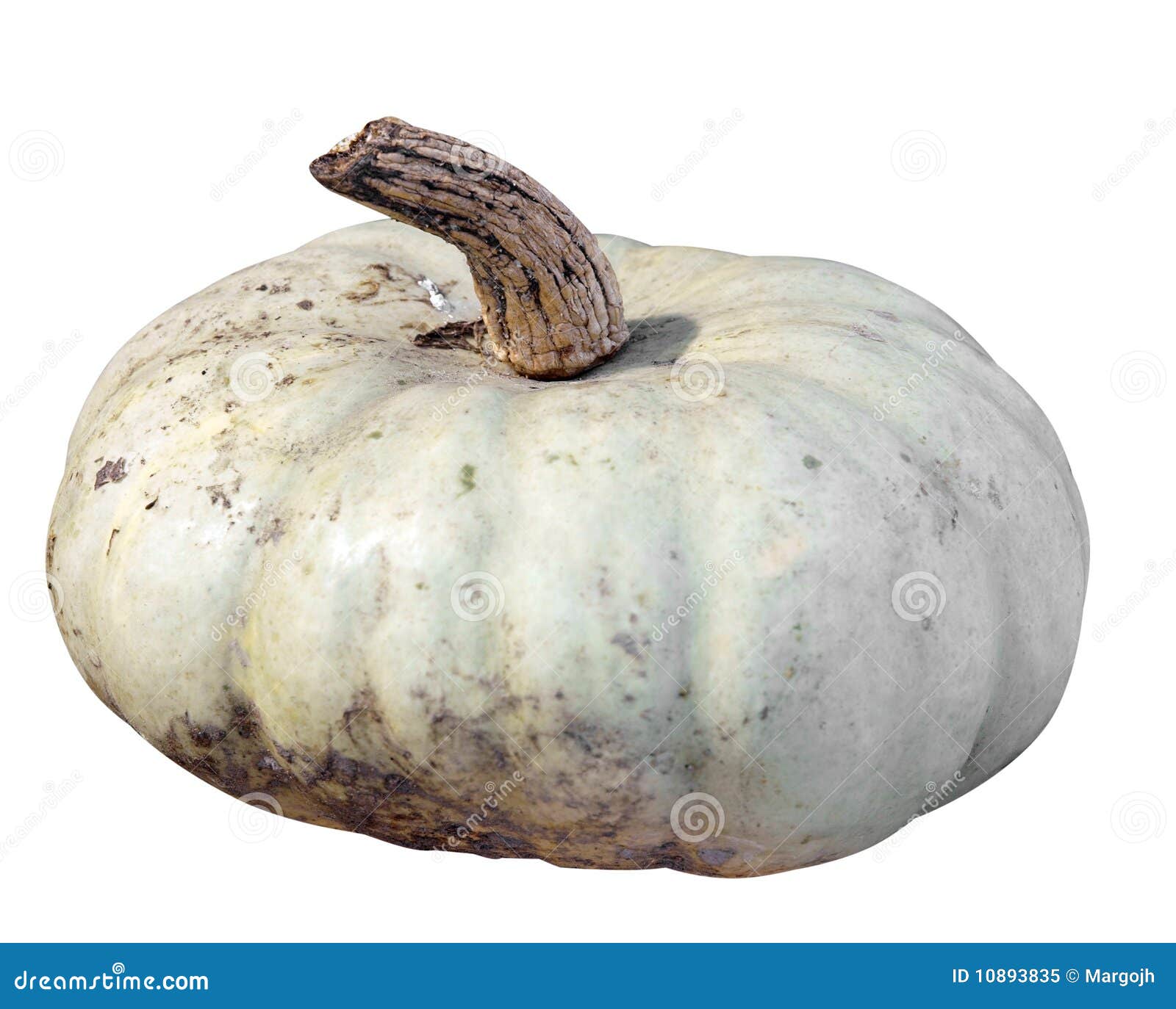 Single Pumpkin stock image. Image of dirt, gourds, harvest - 10893835
