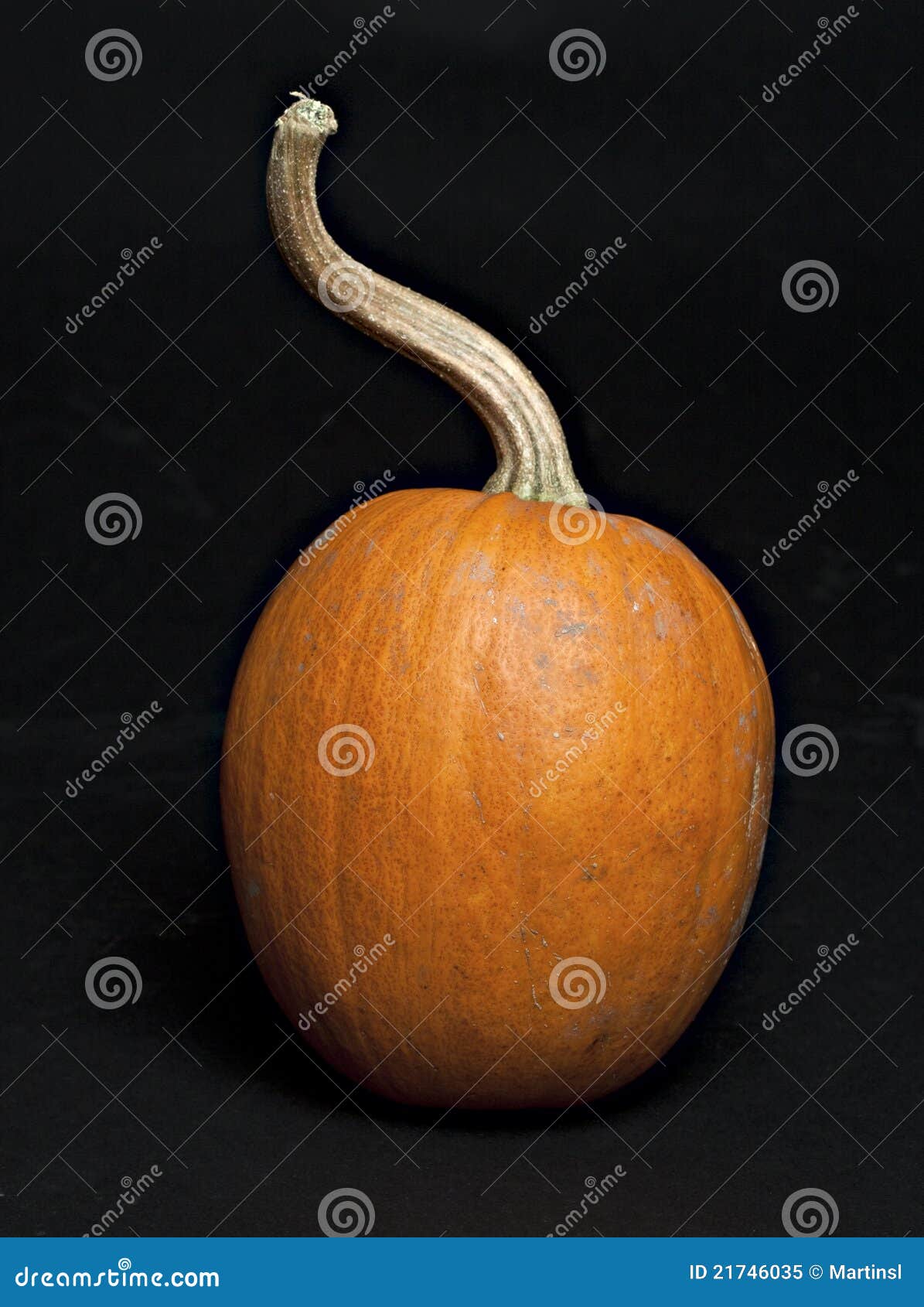 A single pumpkin. stock image. Image of orange, black - 21746035