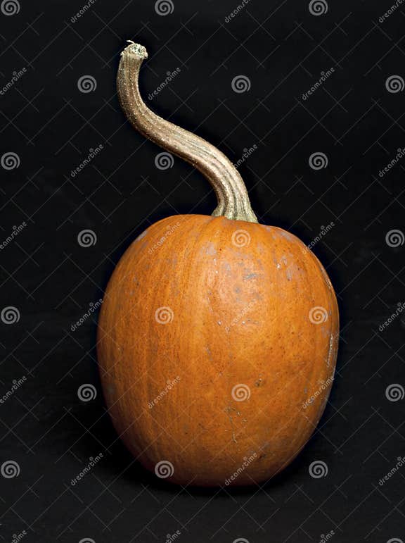A single pumpkin. stock image. Image of orange, black - 21746035