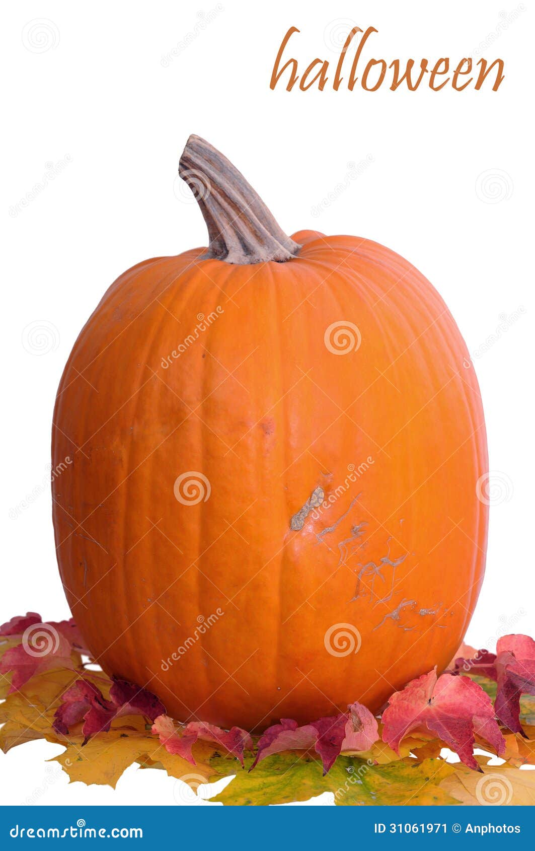Single pumpkin stock image. Image of halloween, still - 31061971