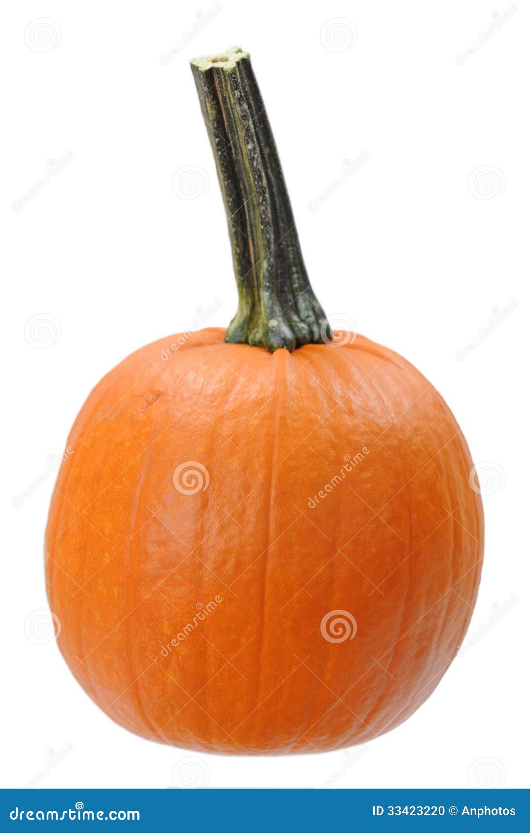 Single pumpkin stock photo. Image of decorative, plain - 33423220