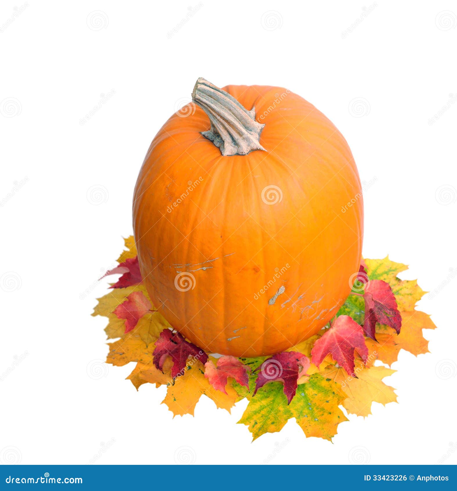 Single Pumpkin Isolate on White Stock Photo - Image of seasonal, plain ...