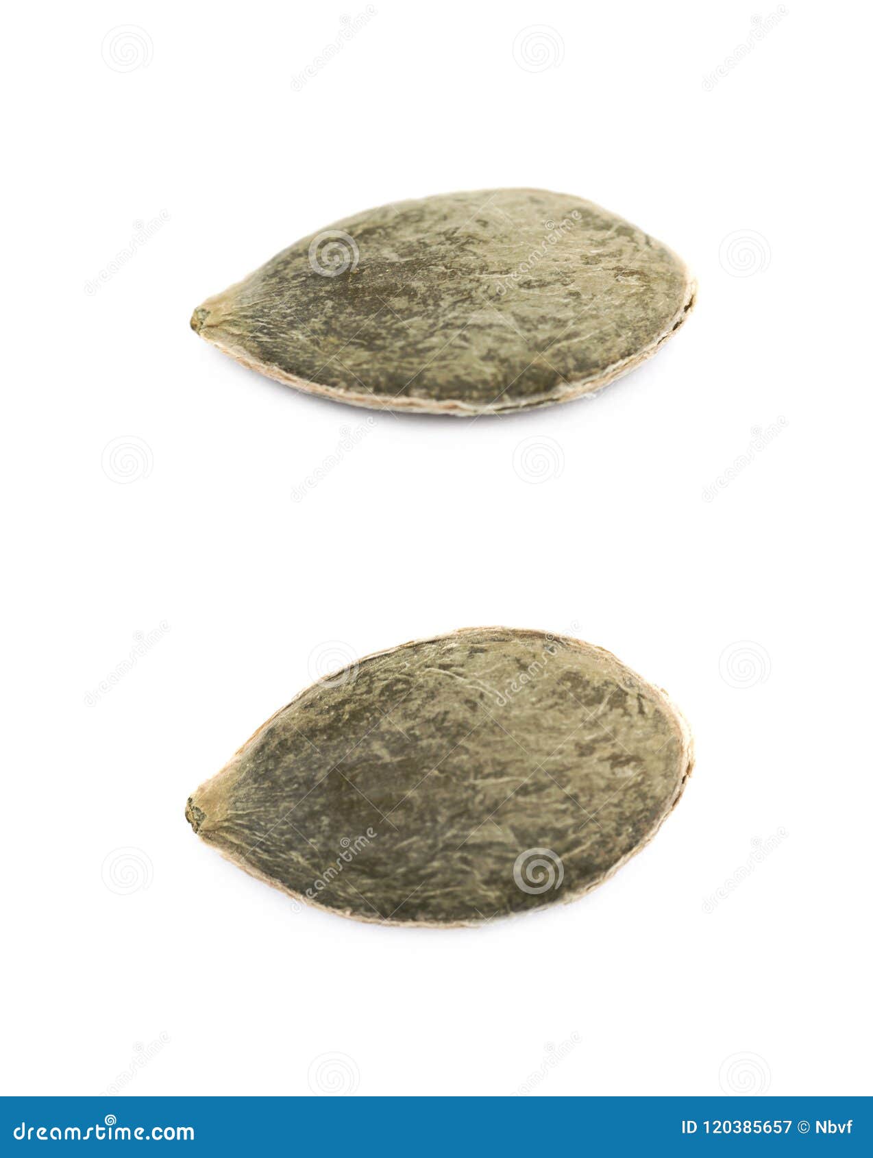 Single Pumpkin Seed Isolated Stock Image - Image of isolate, isolated ...