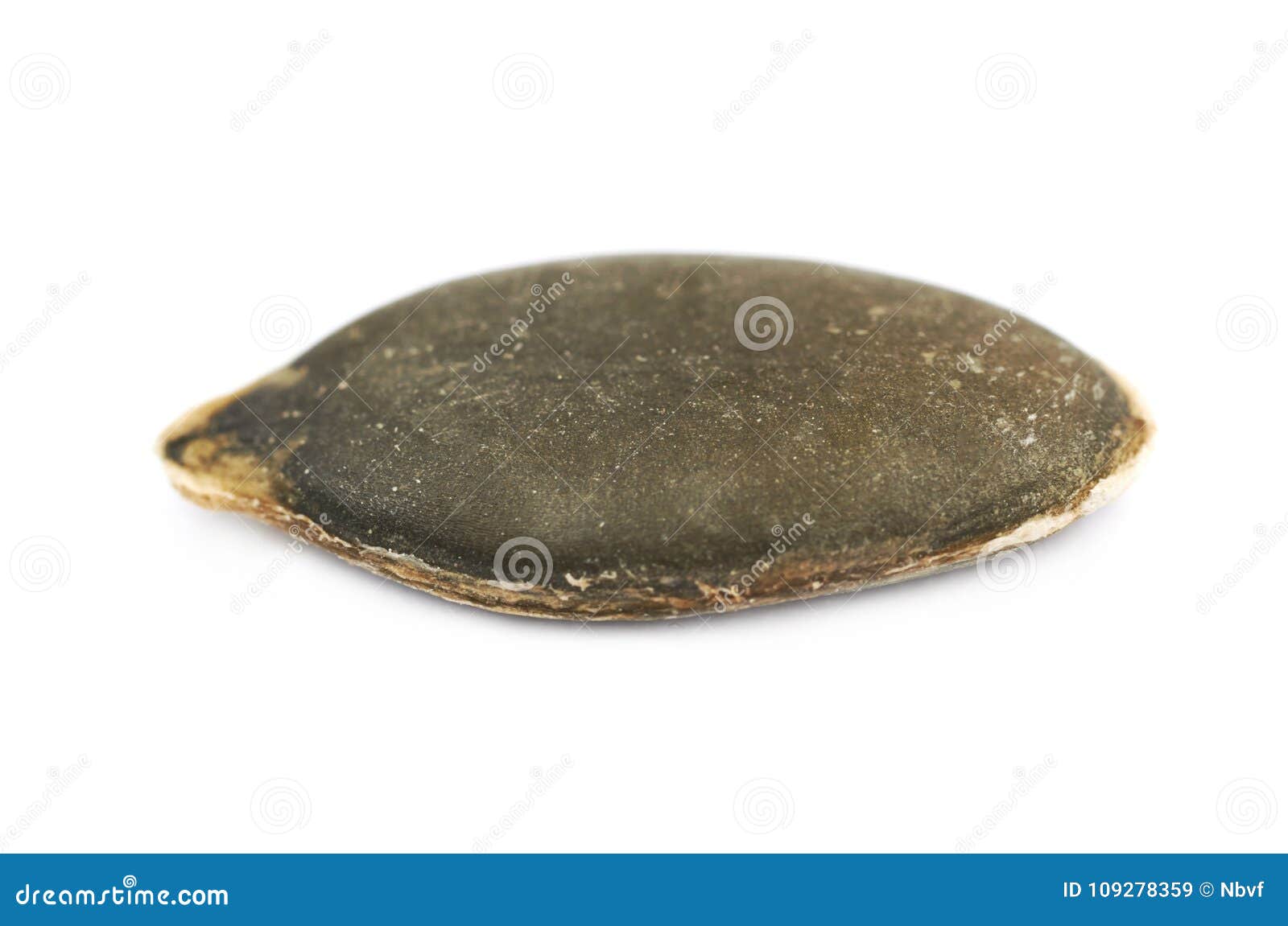 Single Pumpkin Seed Isolated Stock Image - Image of fiber, seasonal ...