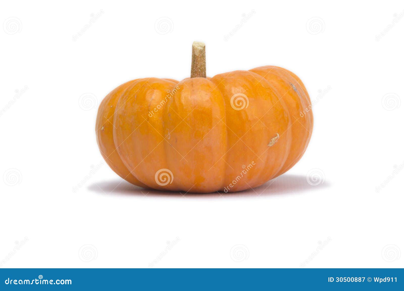 Single Pumpkin On White Background Royalty Free Stock Photography ...