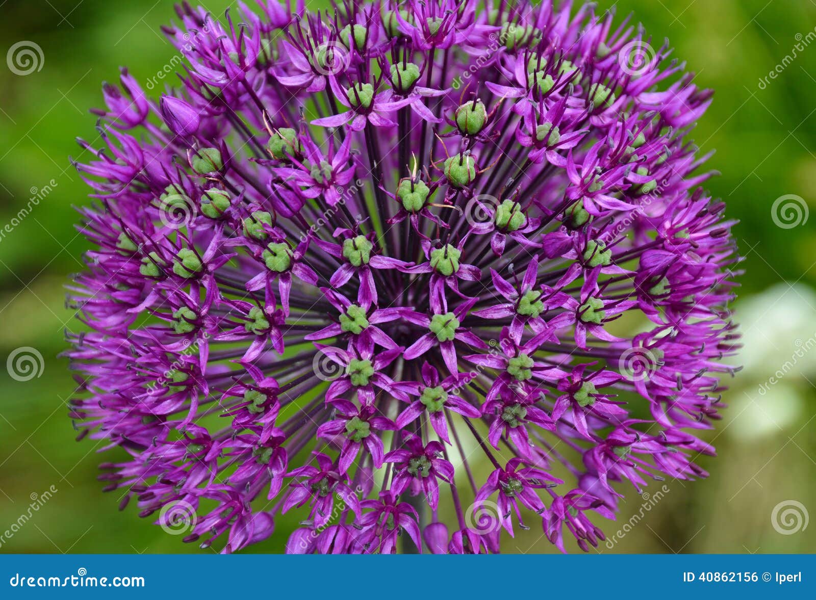 Single Purple Allium Flower Stock Photo - Image of blooming, botany ...