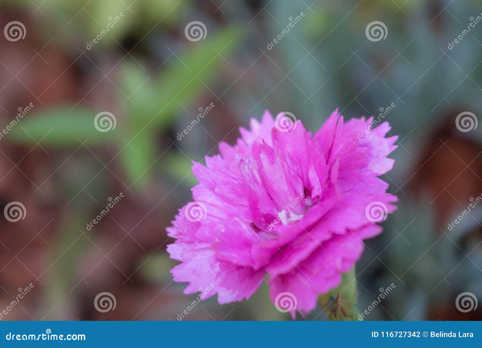 Single Purple Captivating Carnation Stock Photo - Image of nature ...
