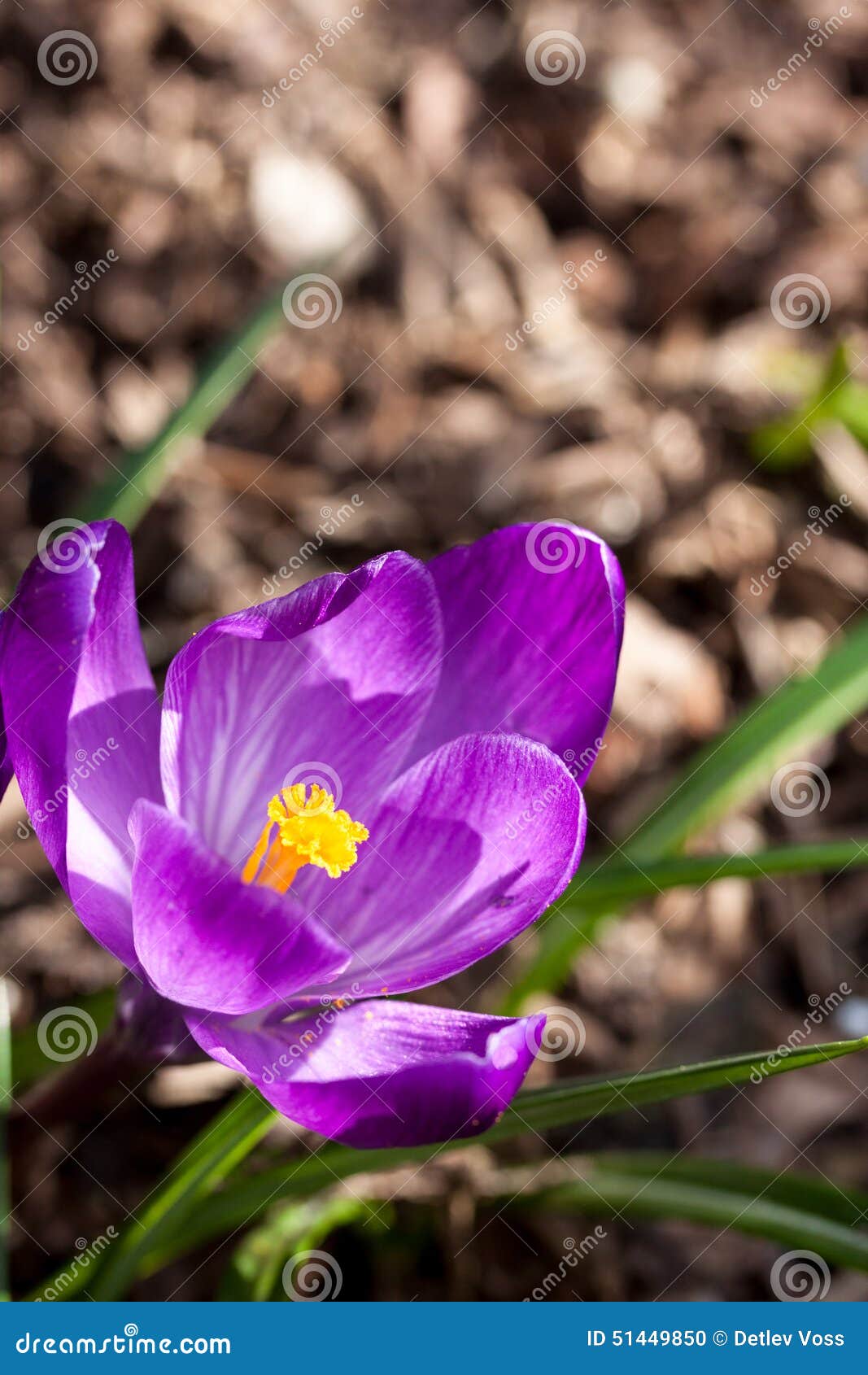 Single purple crocus stock photo. Image of crocus, blossom - 51449850