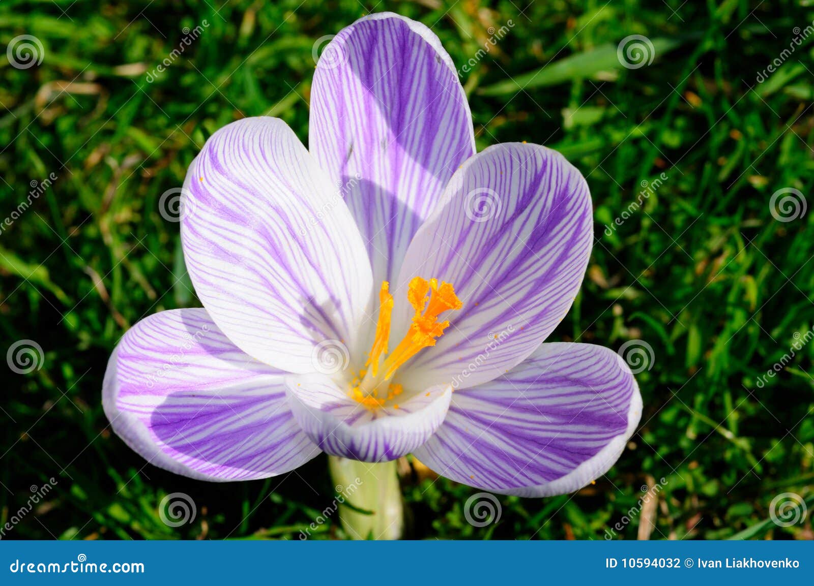 A Single Purple Crocus Closeup Stock Photo - Image of stripe, crocus ...
