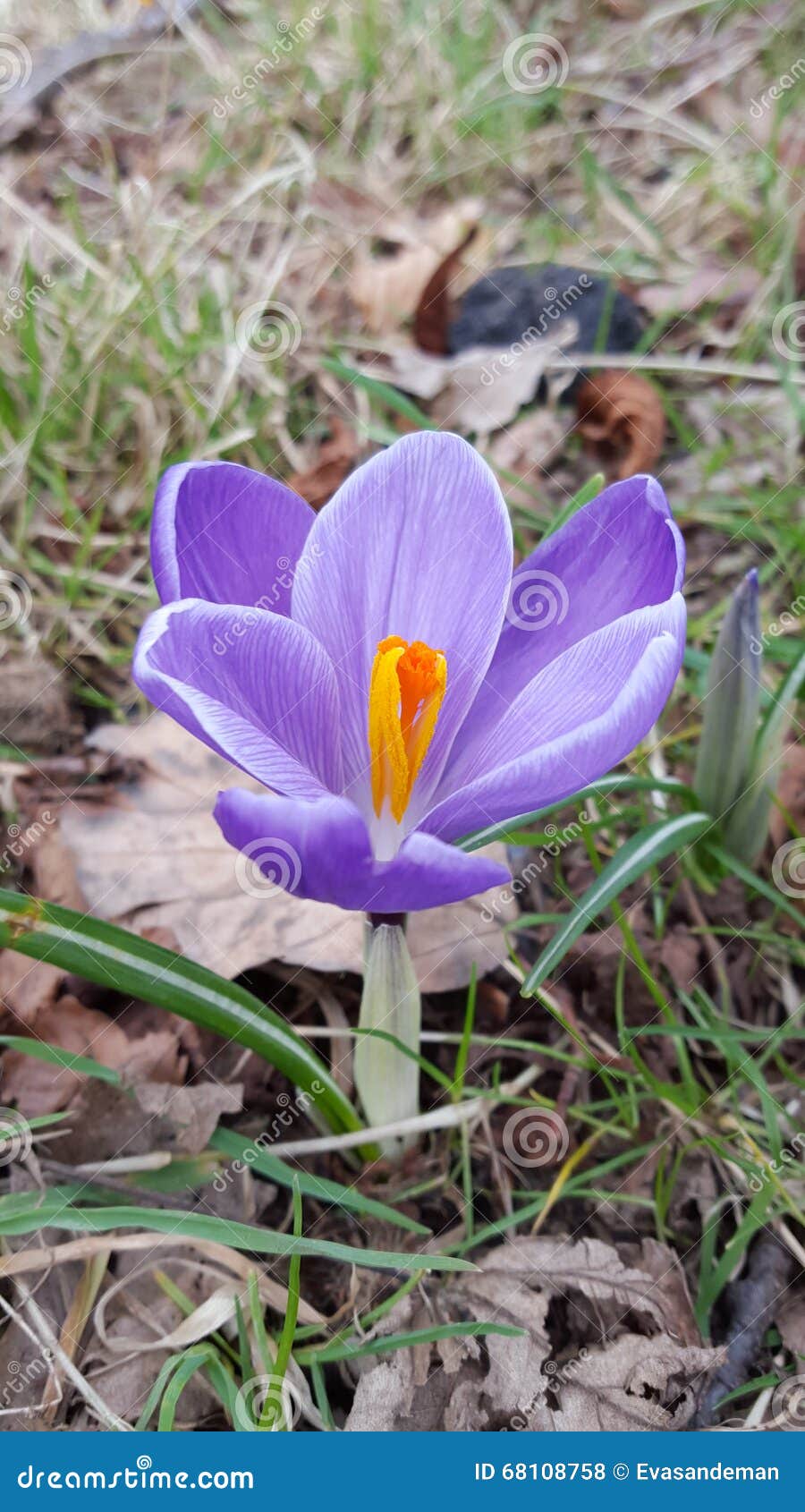Single purple crocus stock photo. Image of single, nature - 68108758