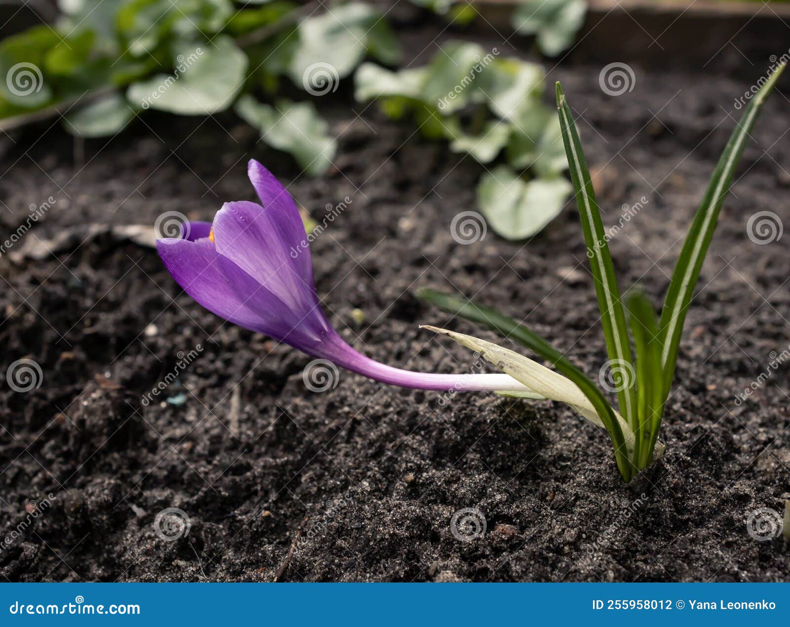 Crocus with an Interesting Stem Shape Stock Photo - Image of crocus ...