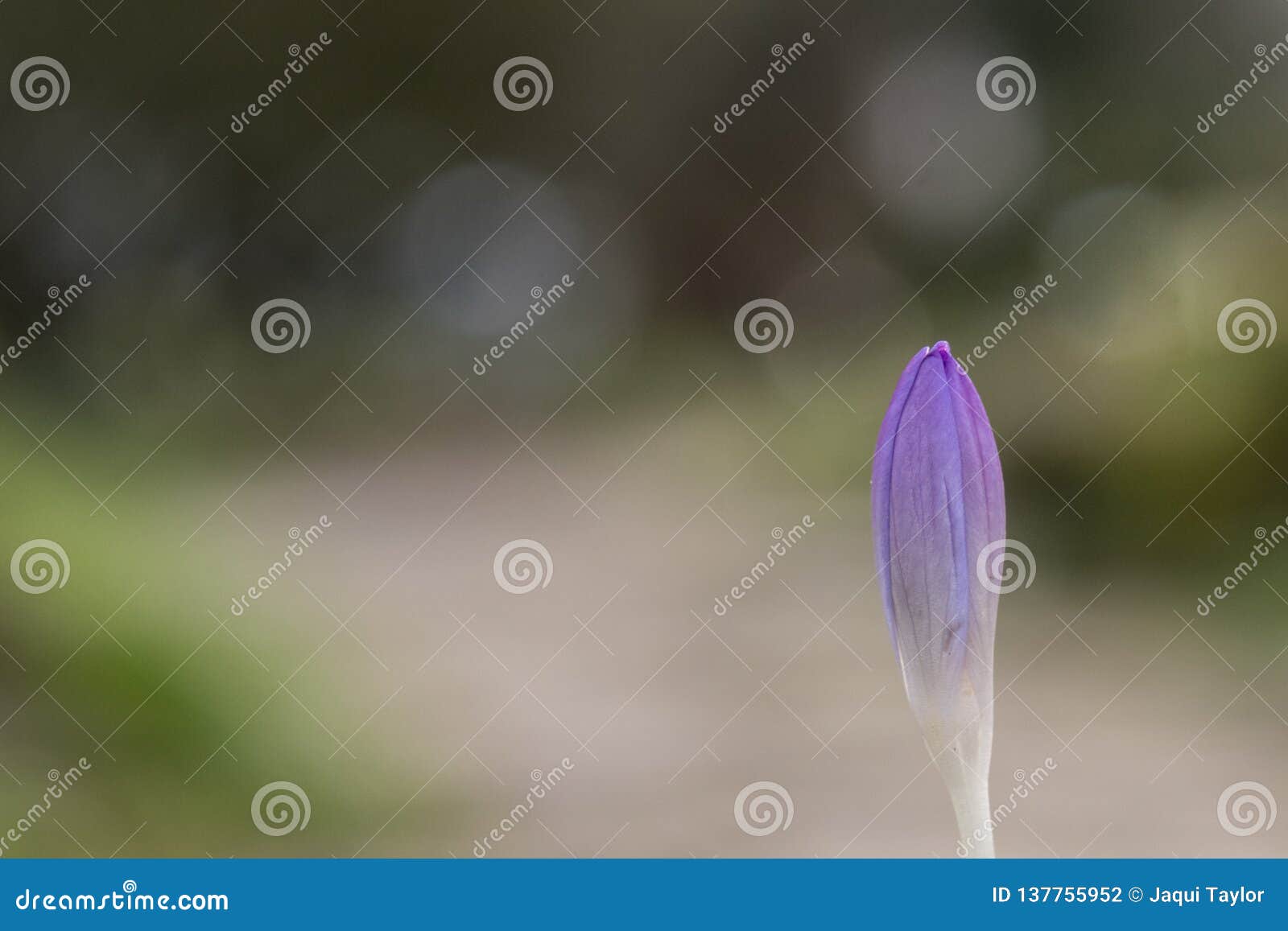 A Single Crocus beside a Pathway Stock Photo - Image of spring, purple ...