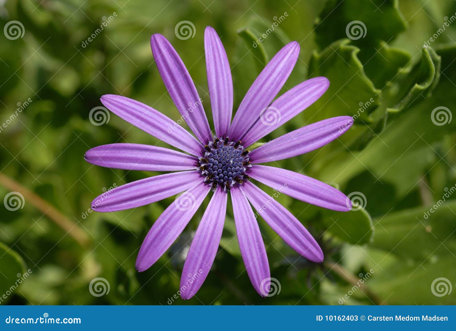 Single purple flower stock image. Image of countries - 10162403